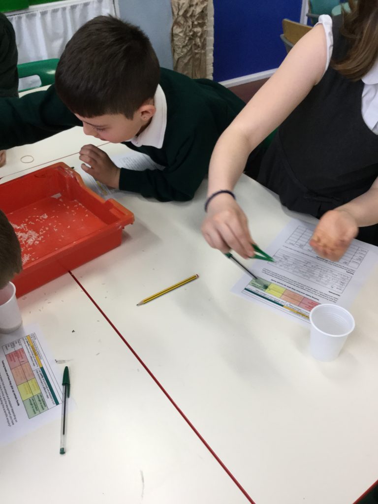 Bird Beak Investigation. | Green Top School