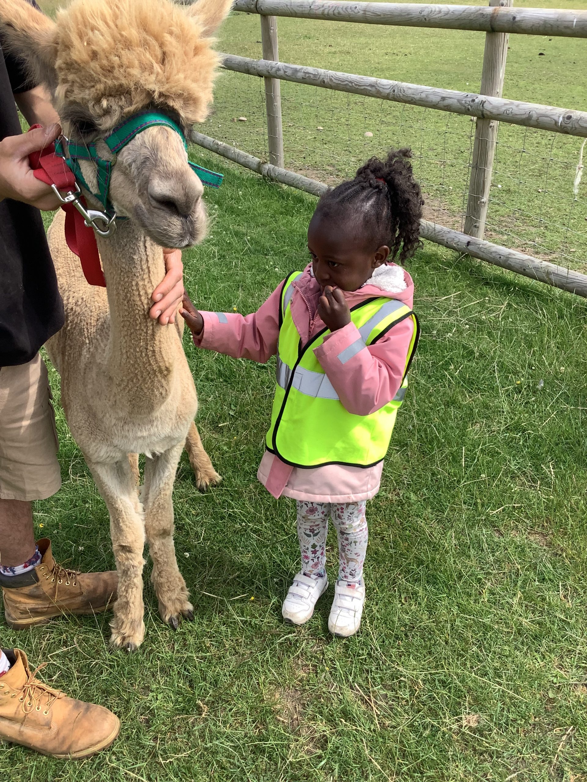 Nursery visit Burntwood Alpacas | SS Peter and Paul Catholic Primary ...