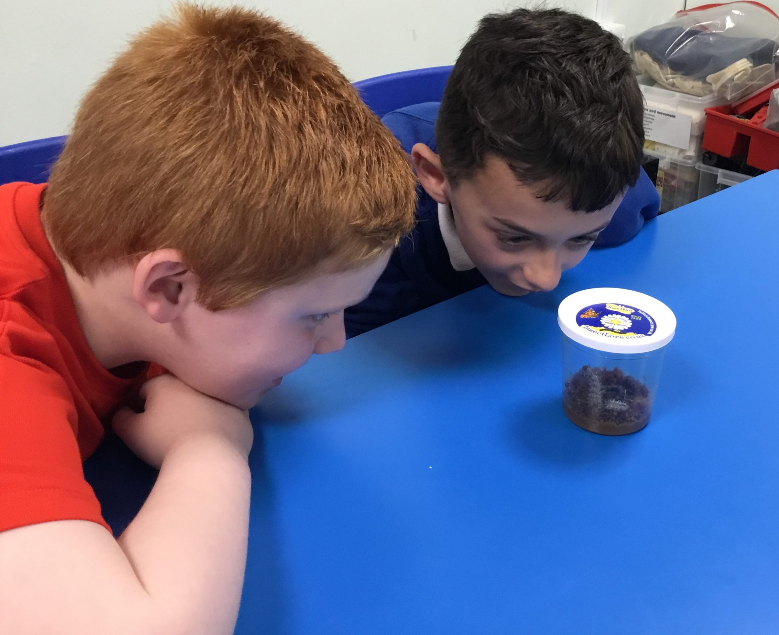 Learning About Life Cycles | Fellgate Primary School