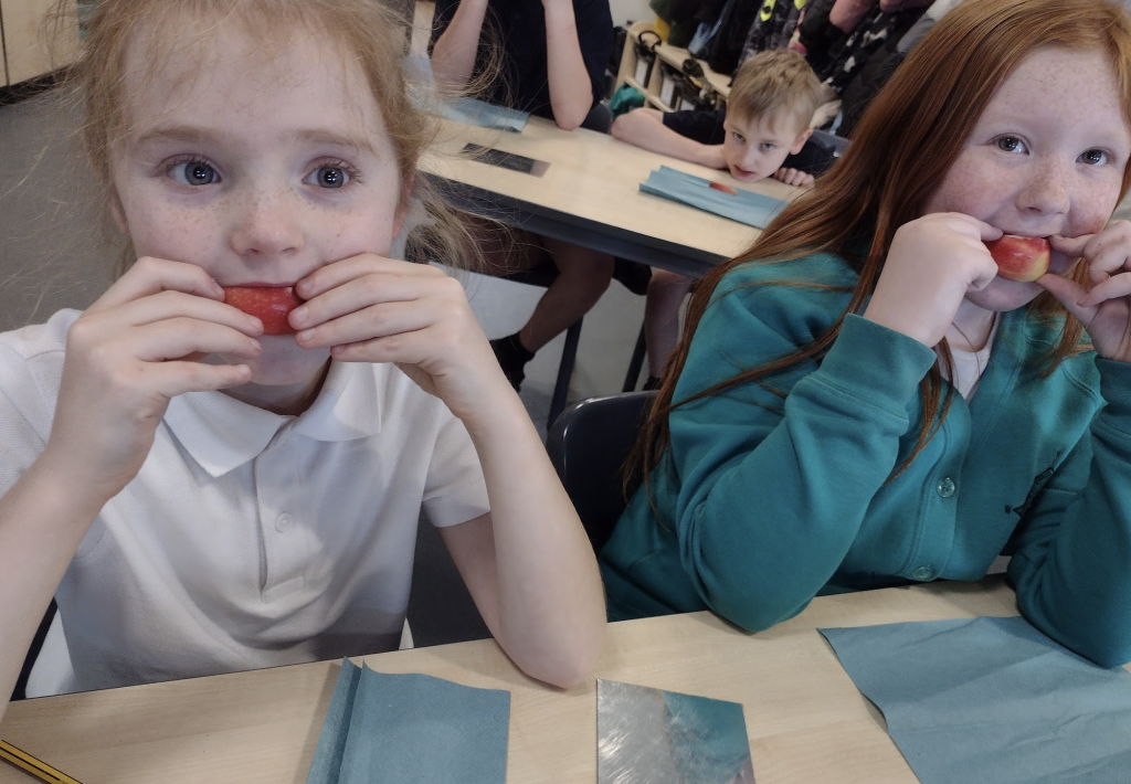 Science Y4 Biology – Why are our teeth so important? | Christopher ...