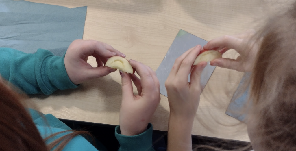 Science Y4 Biology – Why are our teeth so important? | Christopher ...