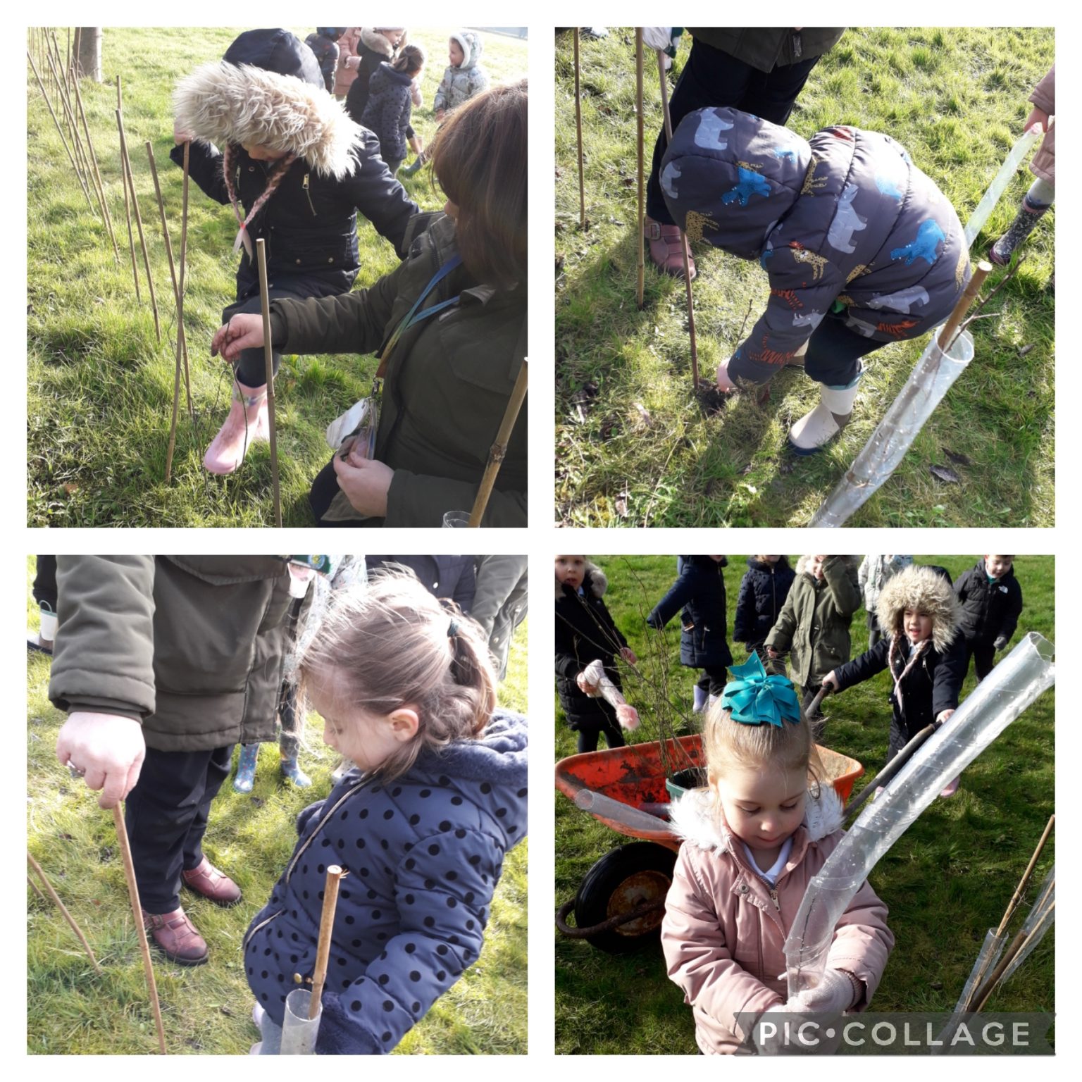 Tree planting | Christopher Pickering Primary School