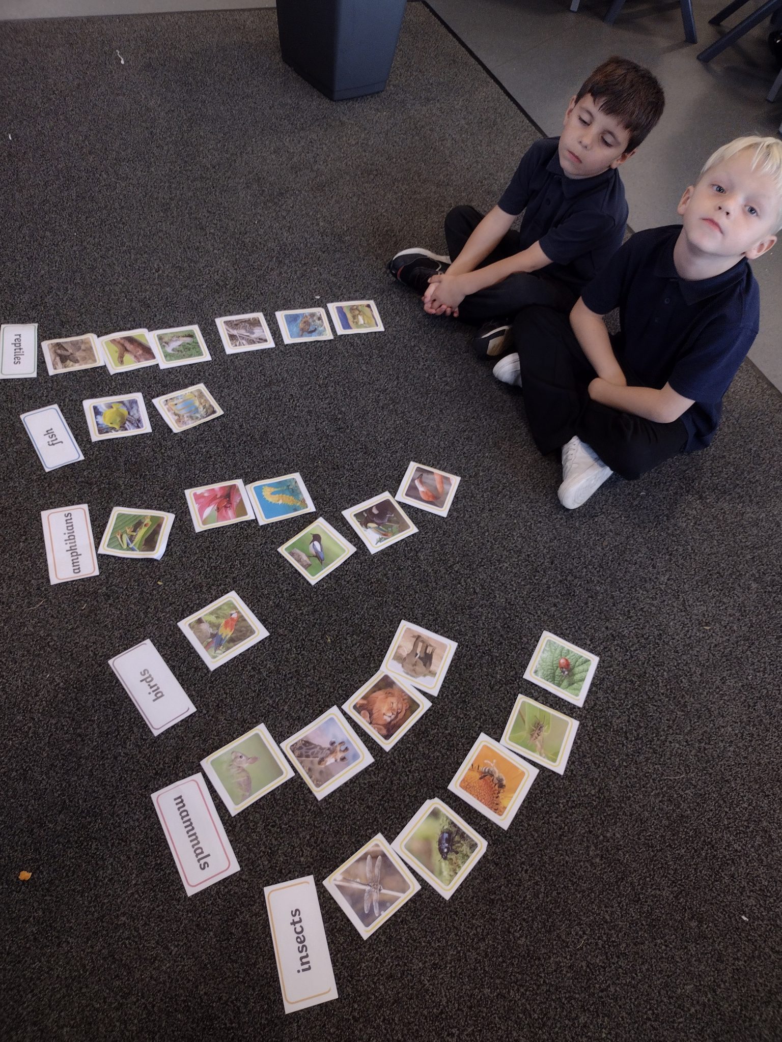 Why are animals grouped in different ways? | Christopher Pickering ...