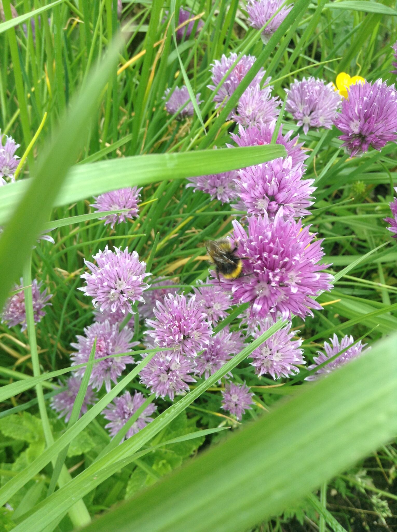 World Bee Day! | Christopher Pickering Primary School