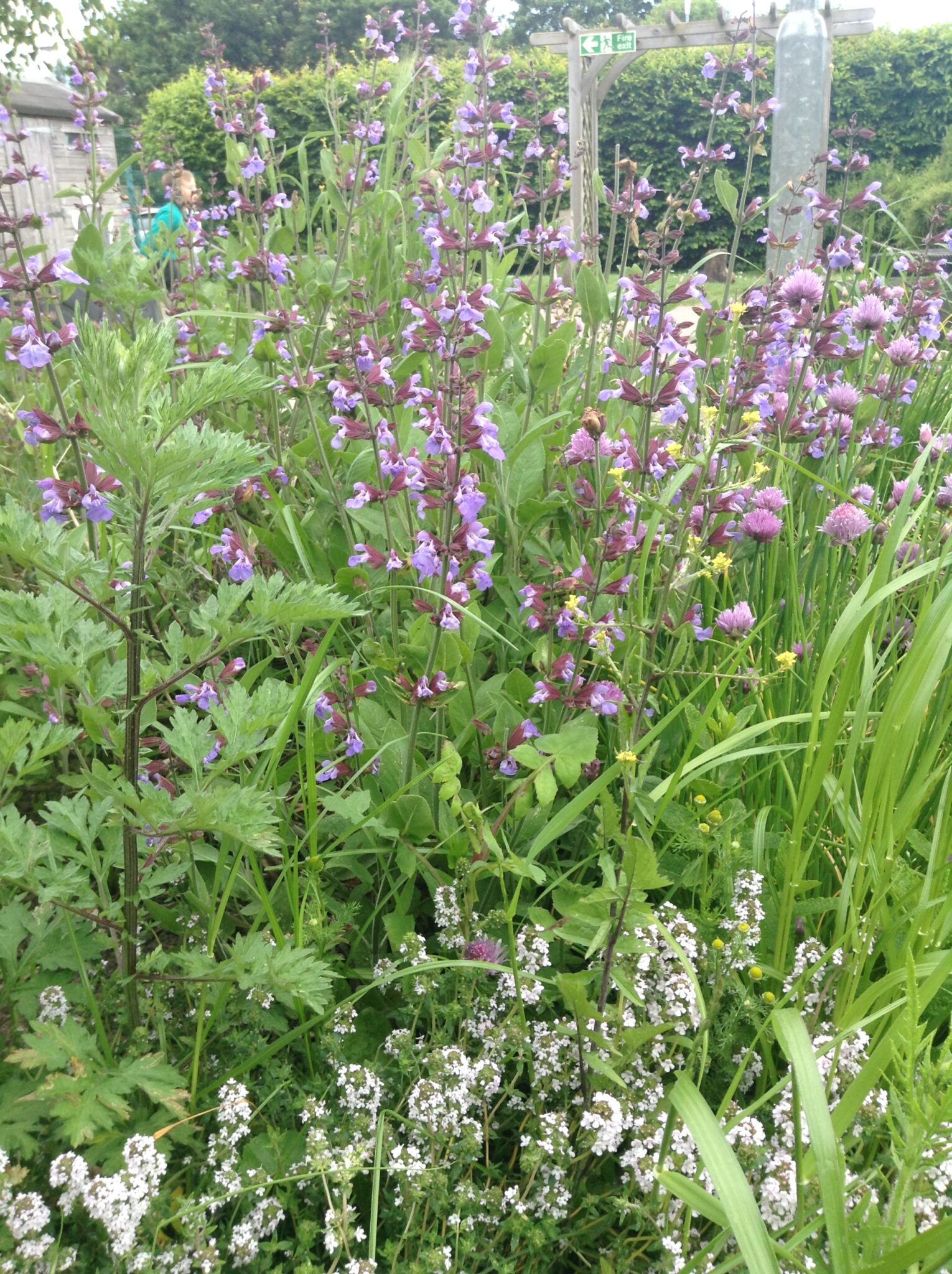 World Bee Day! | Christopher Pickering Primary School