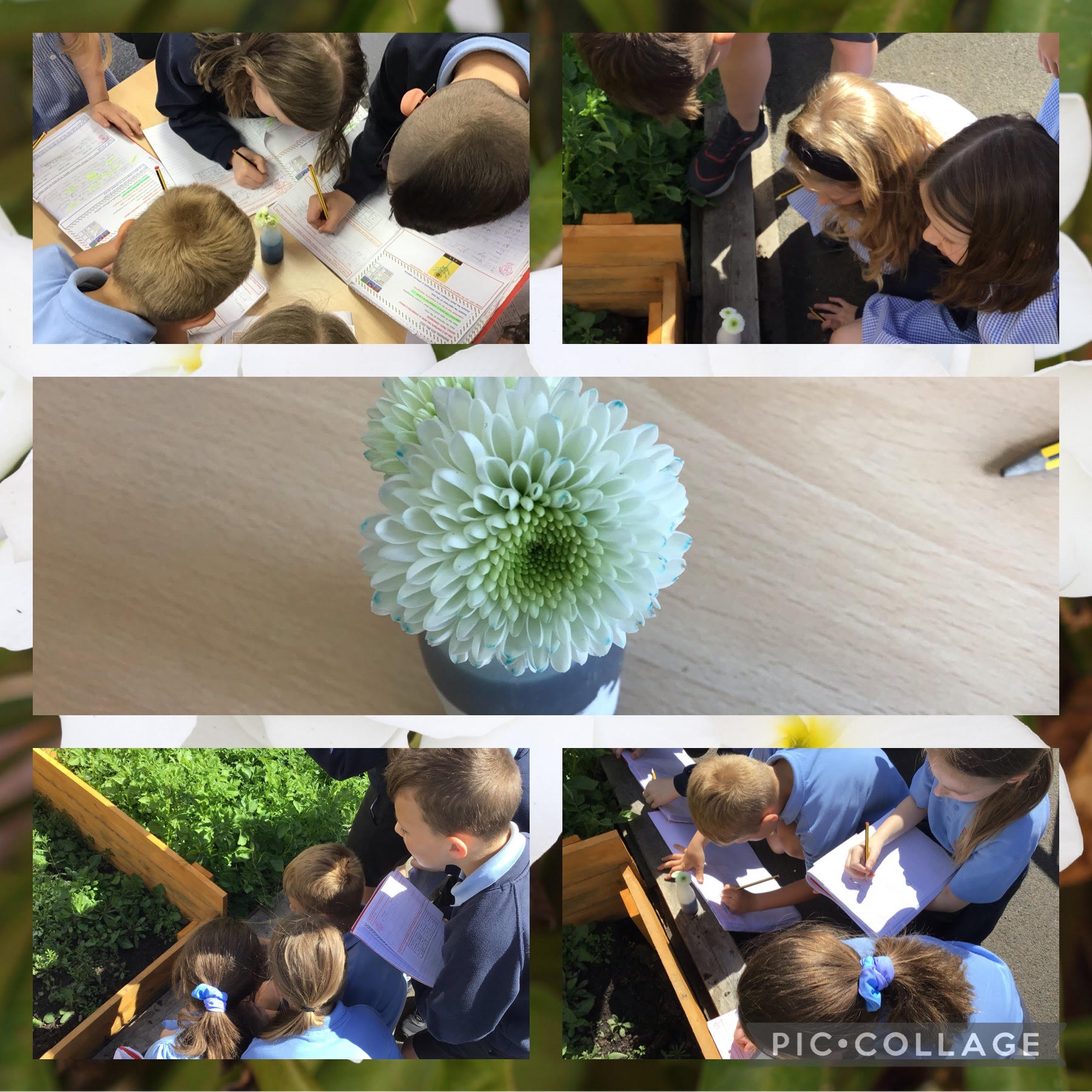 Year 3 – Transition Flower Experiment – 18.05.2022 | St Oswald's CE VA ...
