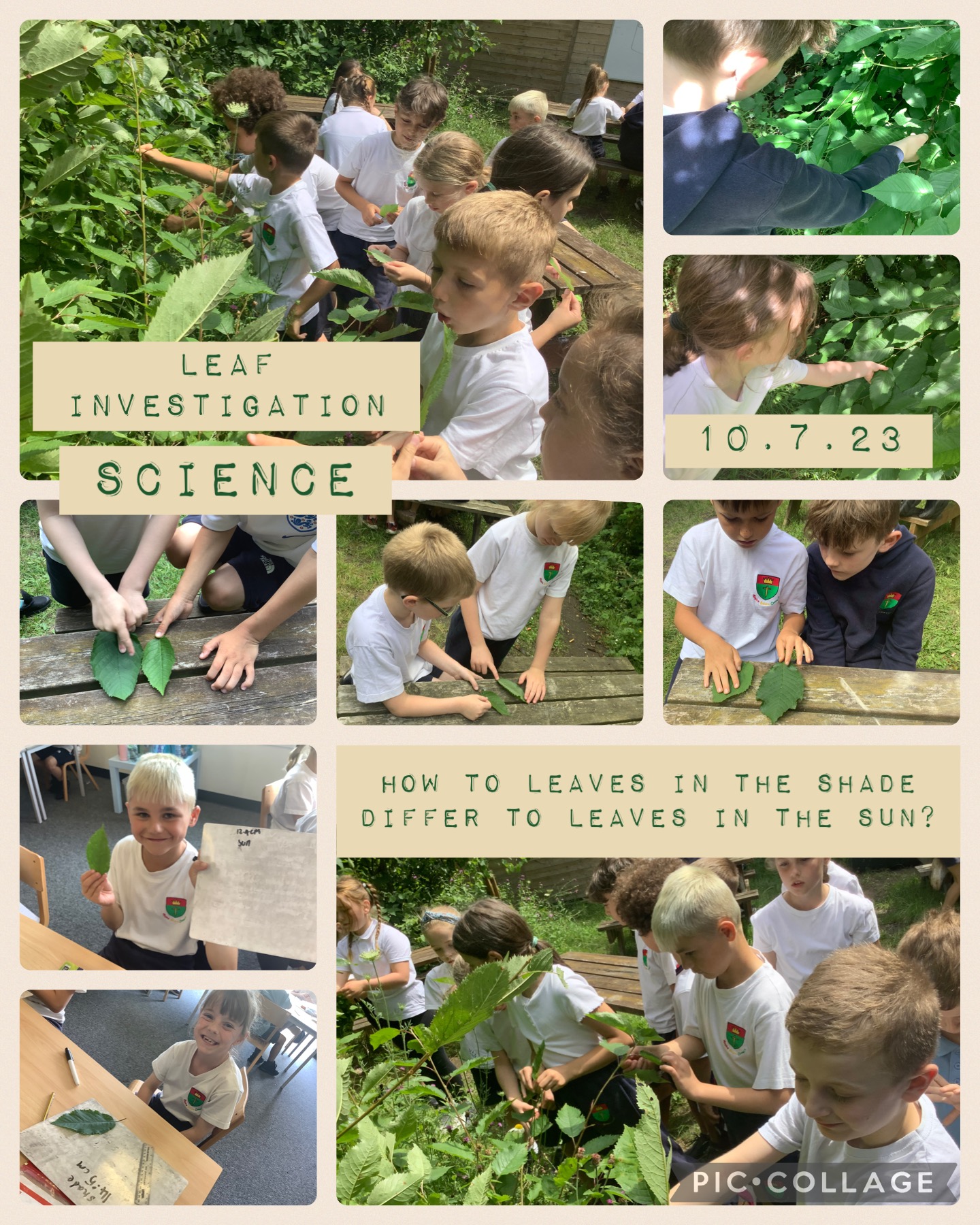 Year 3 – Leaf Investigation! – 10.07.2023 | St Oswald's CE VA Primary ...