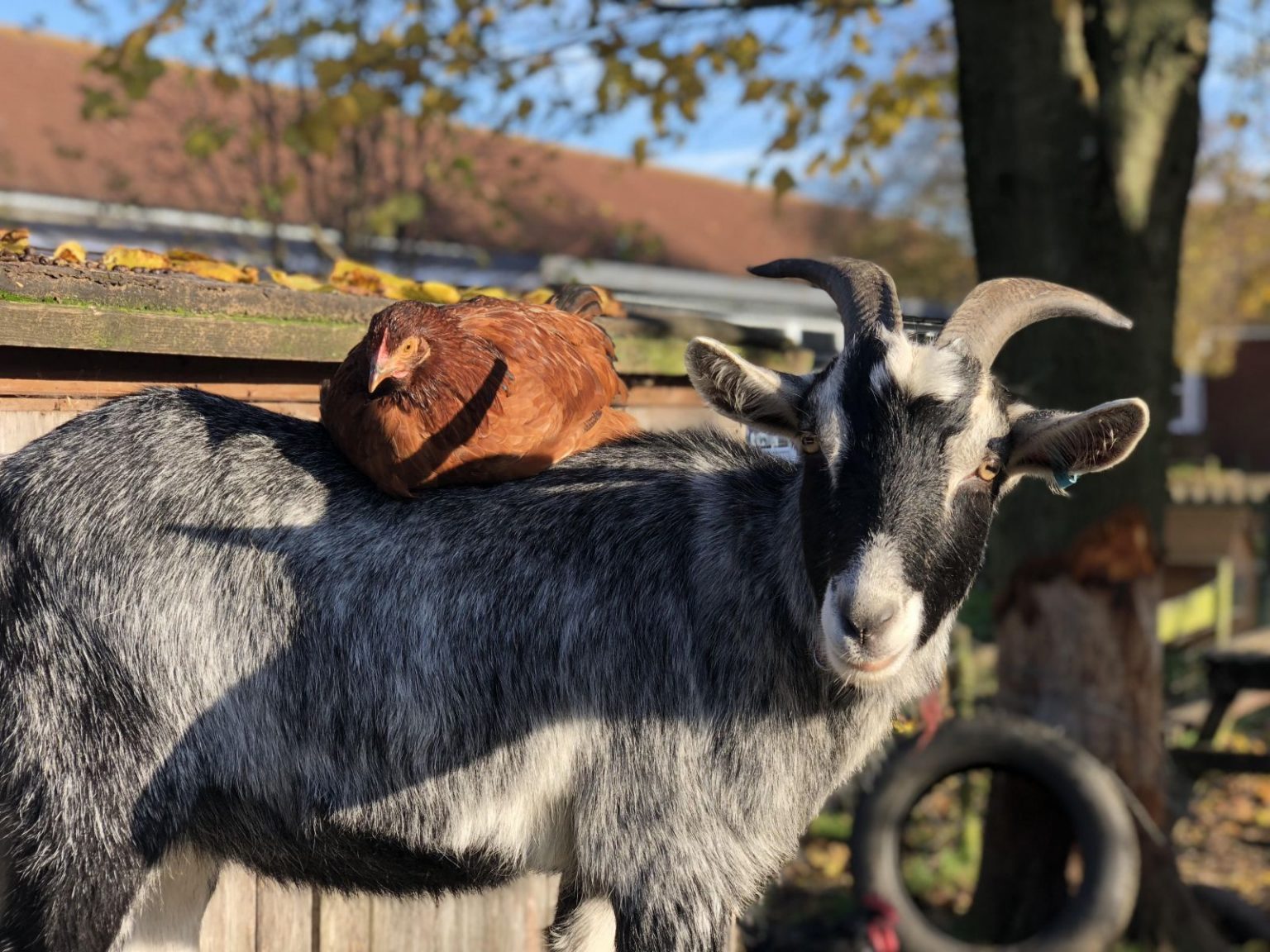 Gallery | Ansford Academy