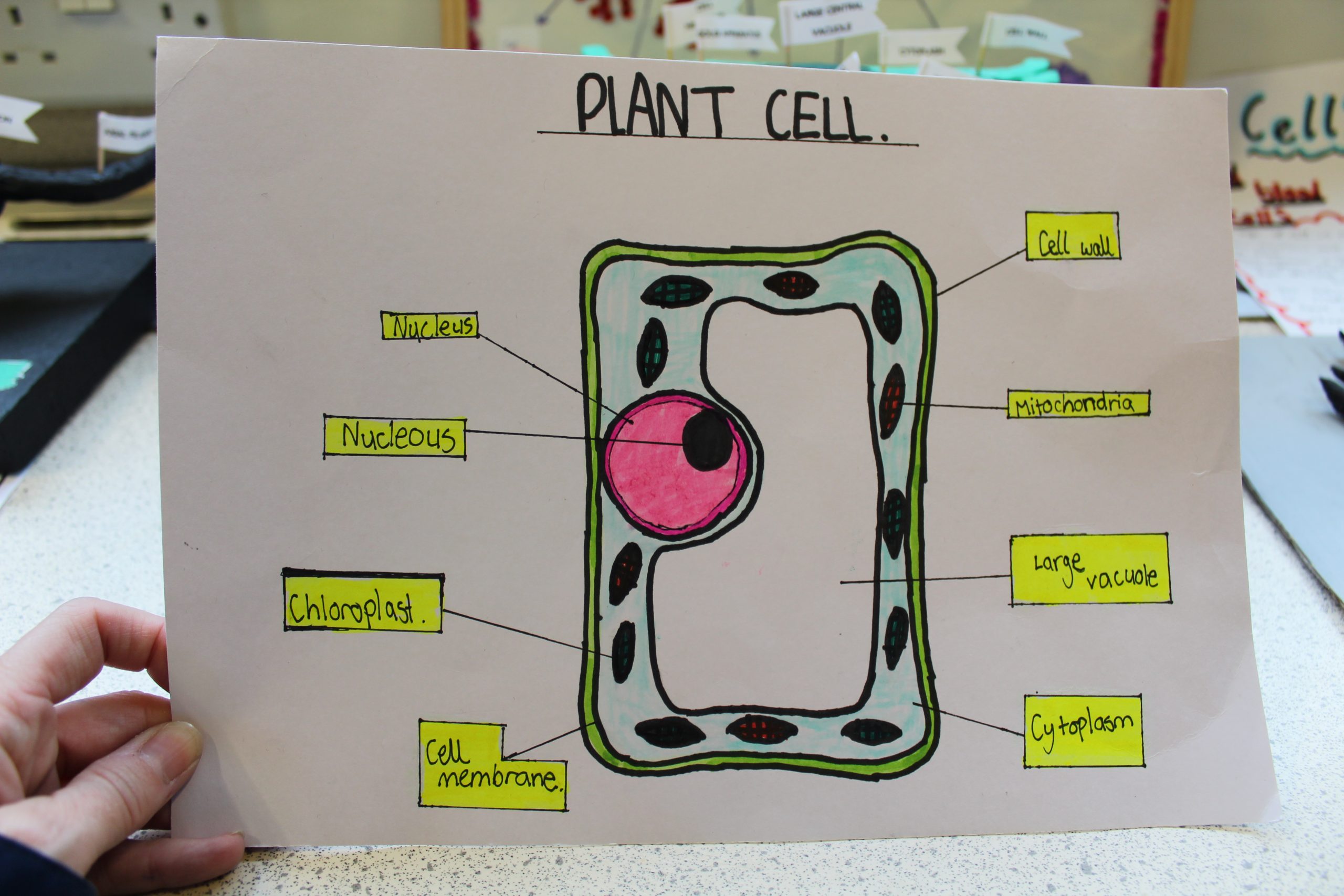 Year 7 Cell Exploration | Studley High School