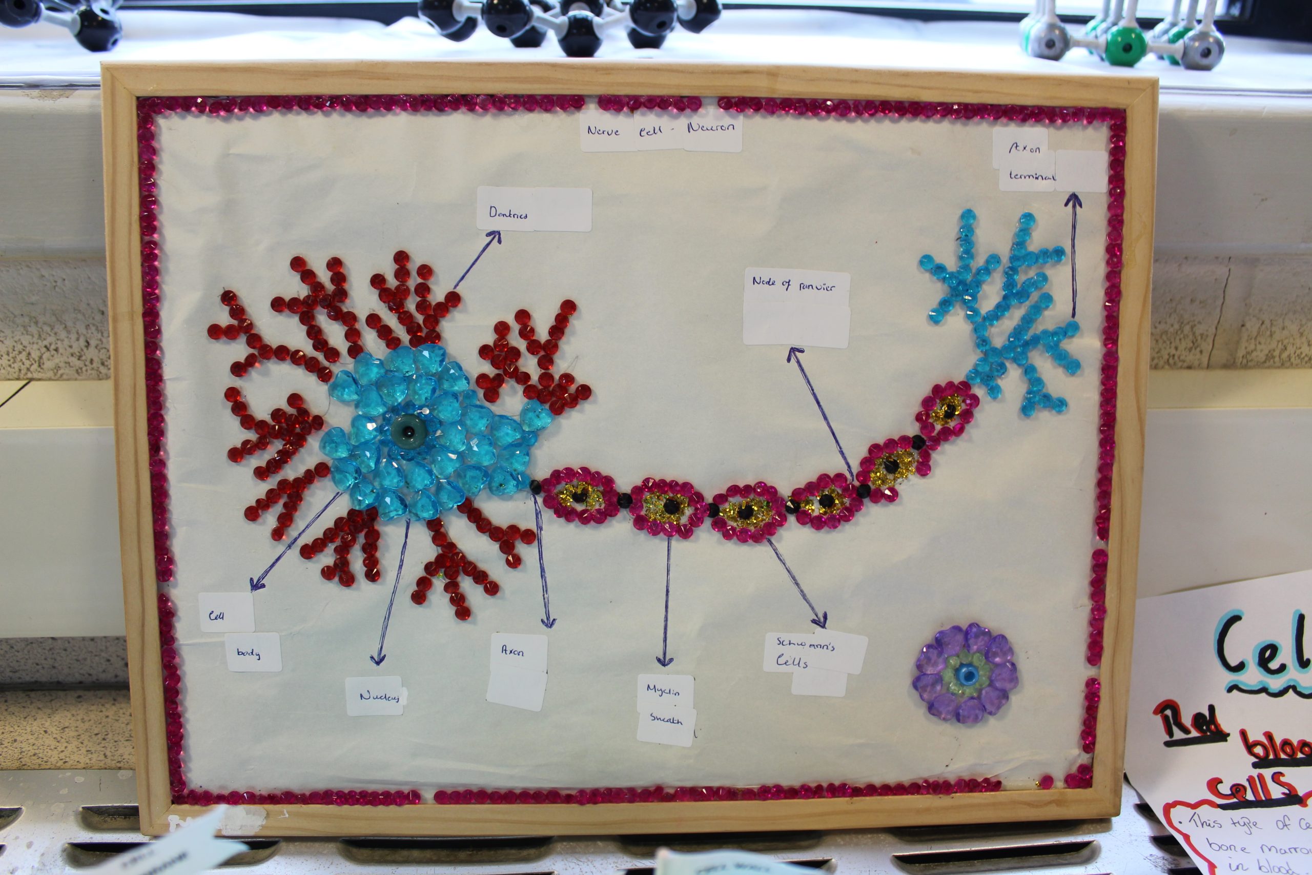 Year 7 Cell Exploration | Studley High School