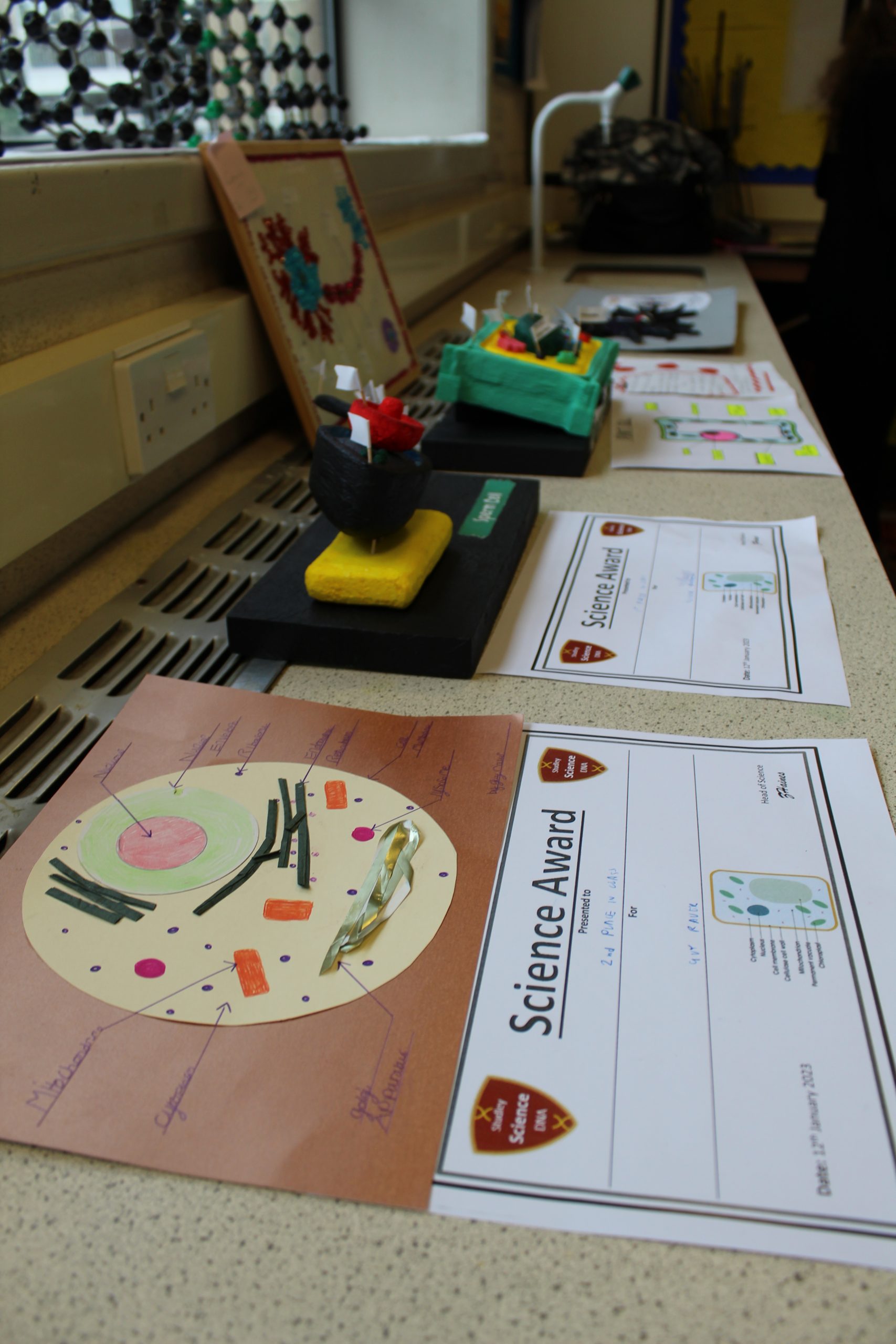 Year 7 Cell Exploration | Studley High School