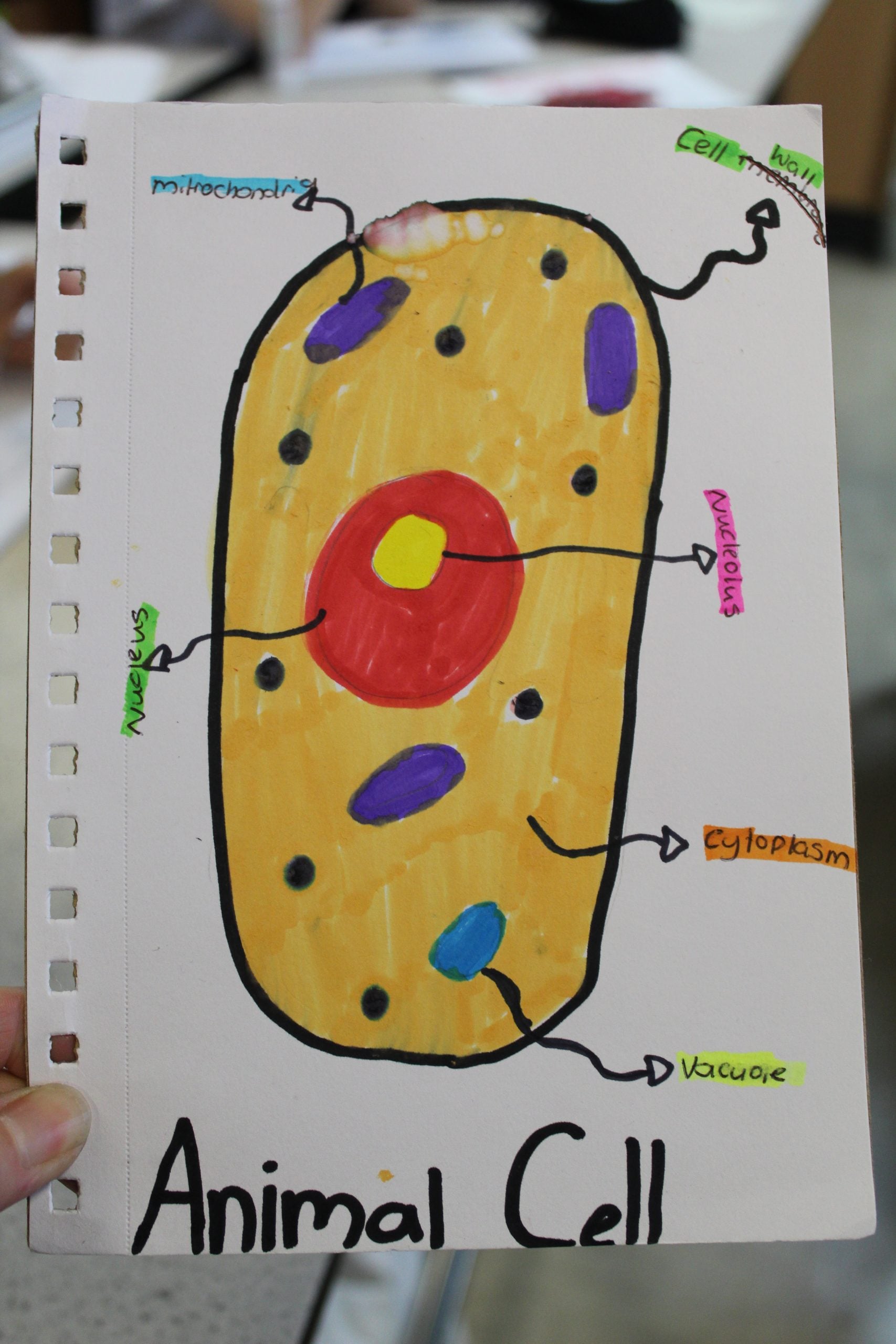 Year 7 Cell Exploration | Studley High School