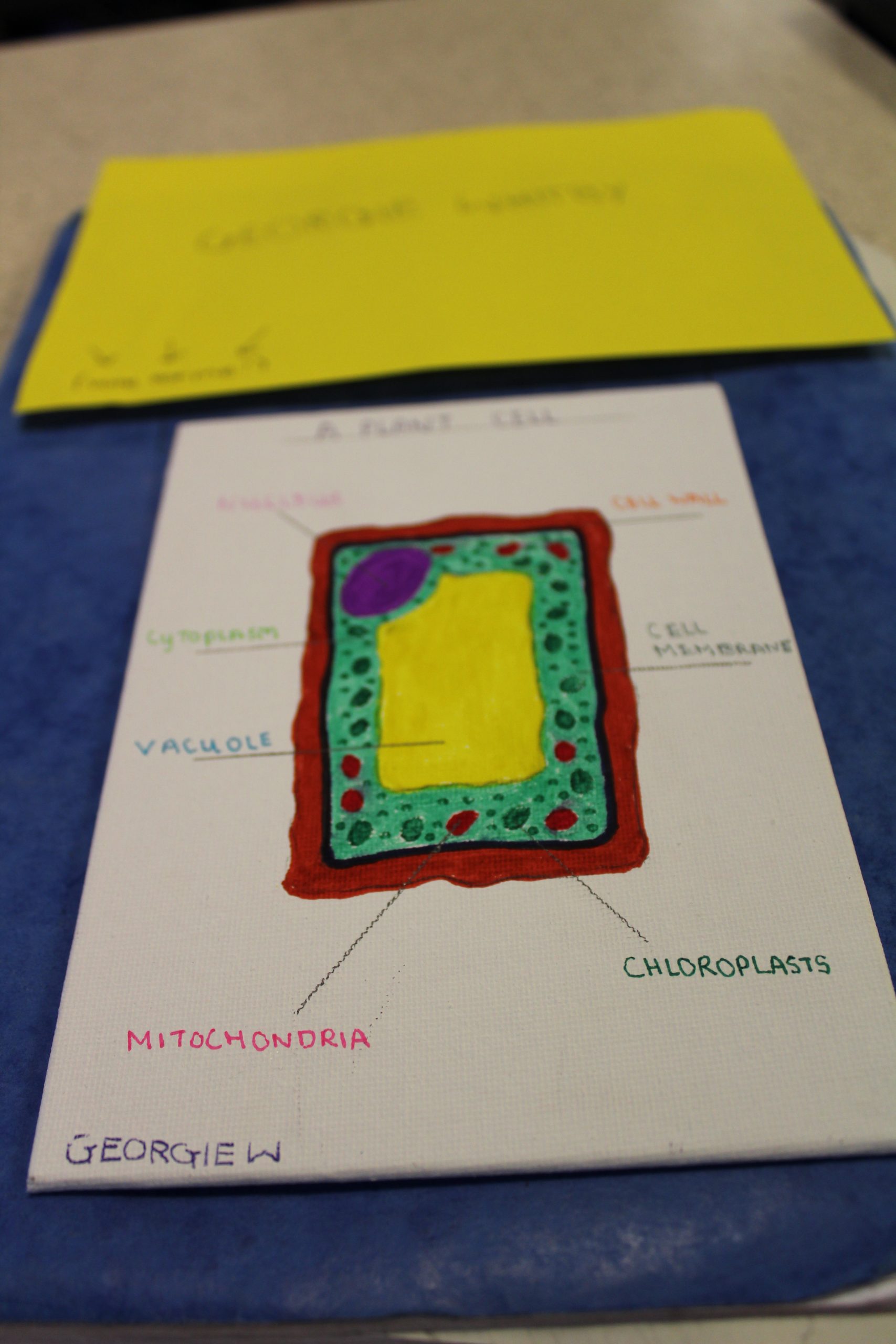 Year 7 Cell Exploration | Studley High School