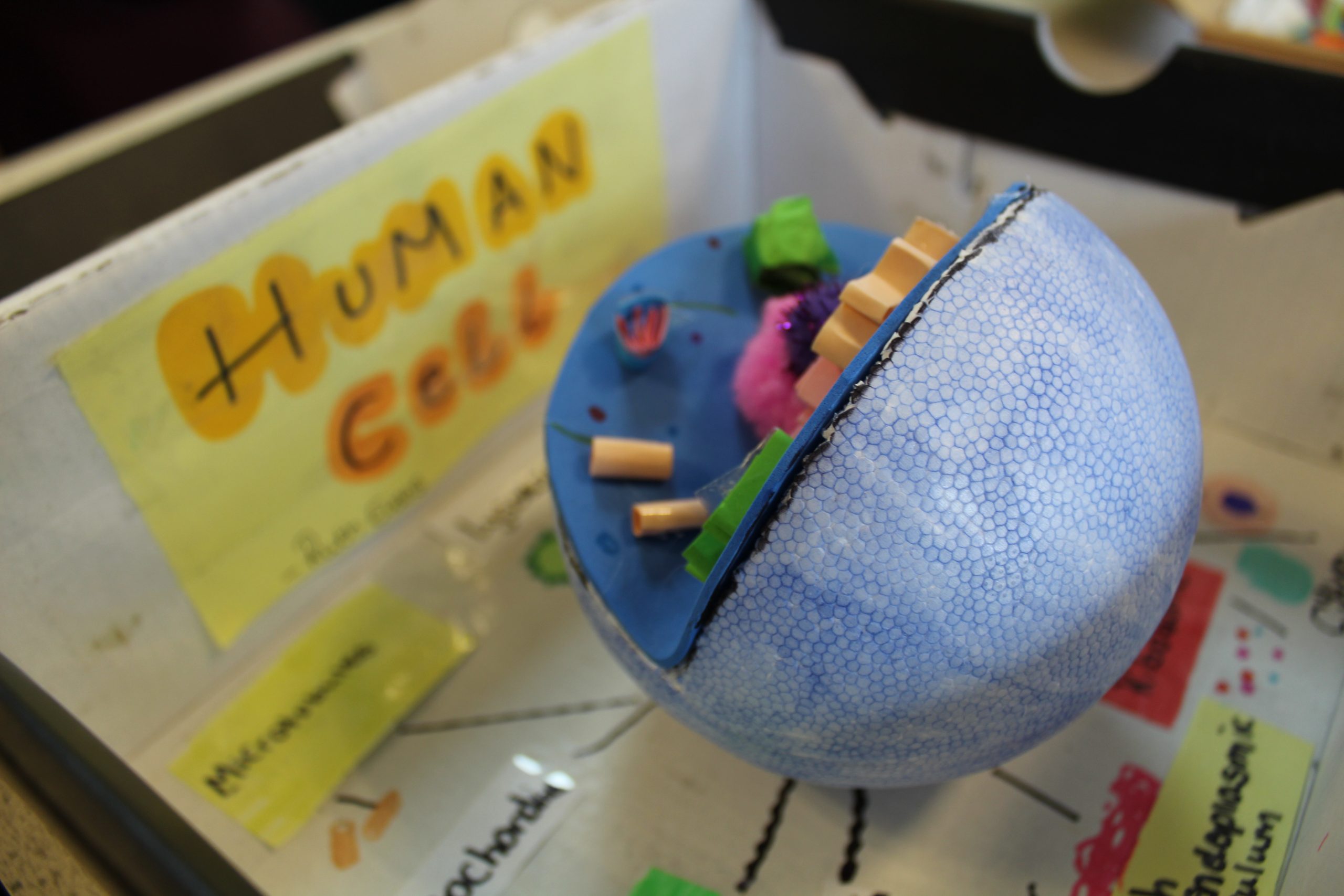 Year 7 Cell Exploration | Studley High School