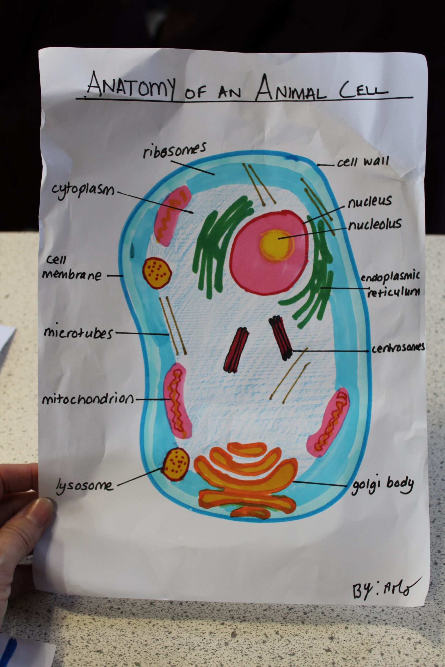 Year 7 Cell Exploration | Studley High School