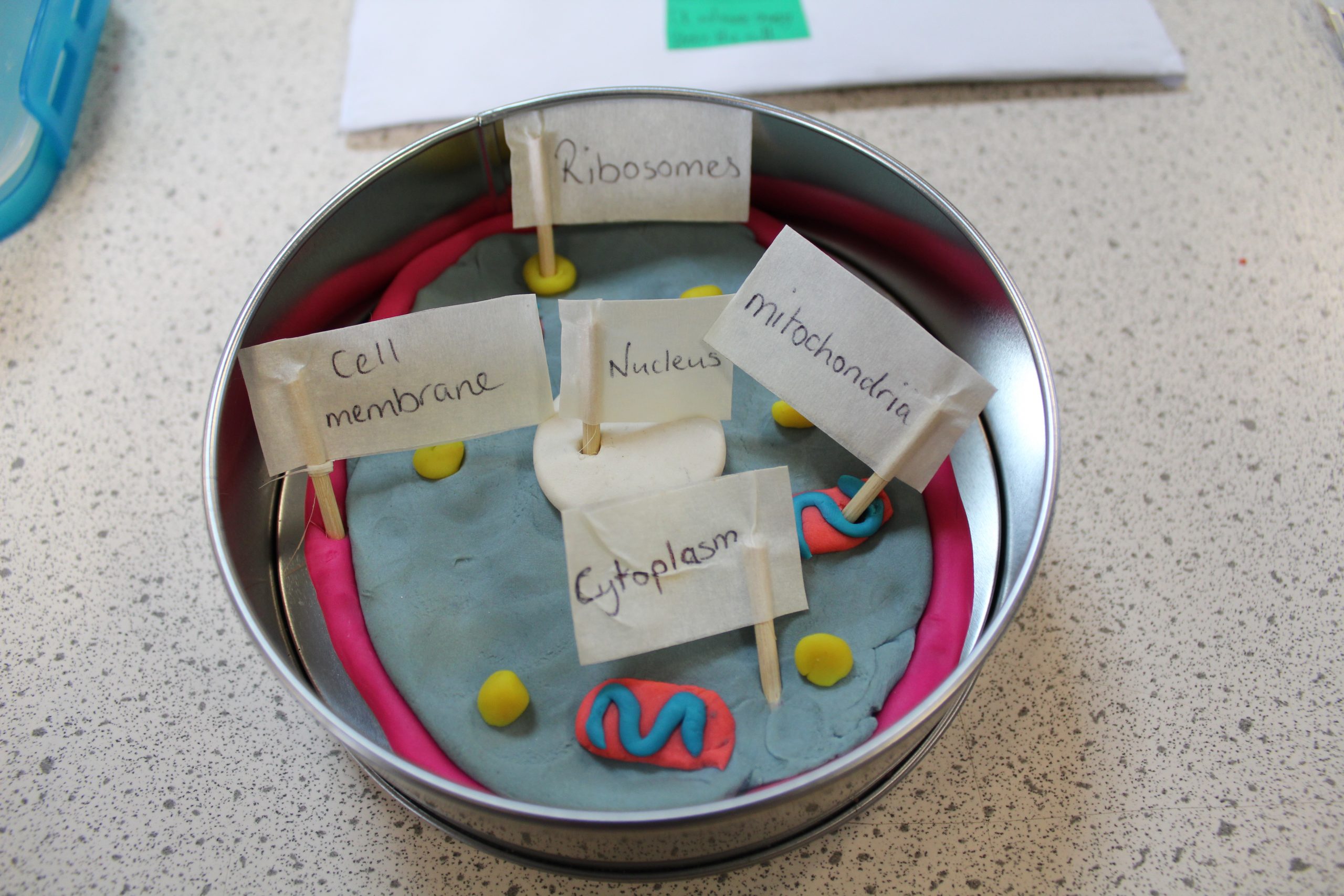 Year 7 Cell Exploration | Studley High School