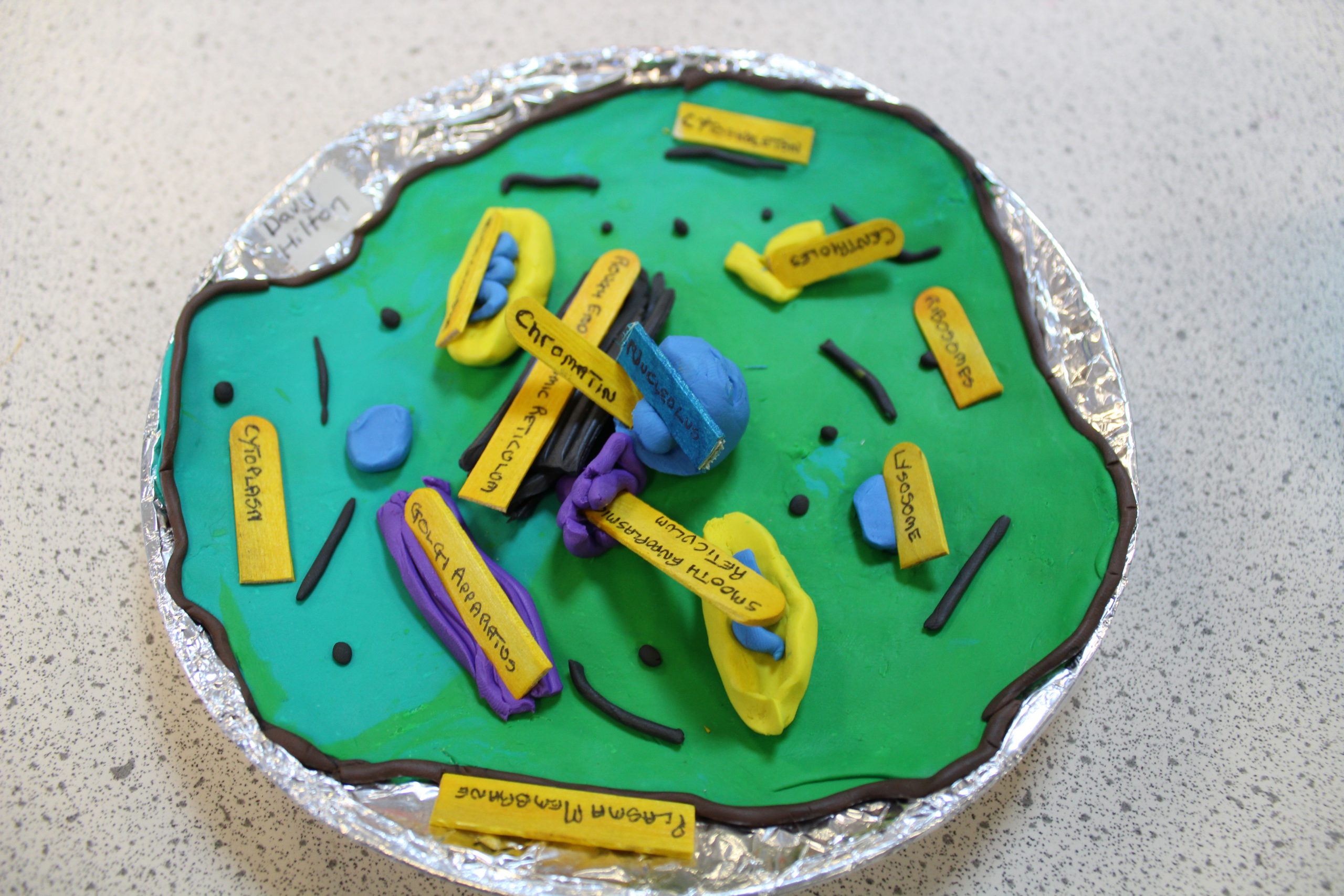 Year 7 Cell Exploration | Studley High School