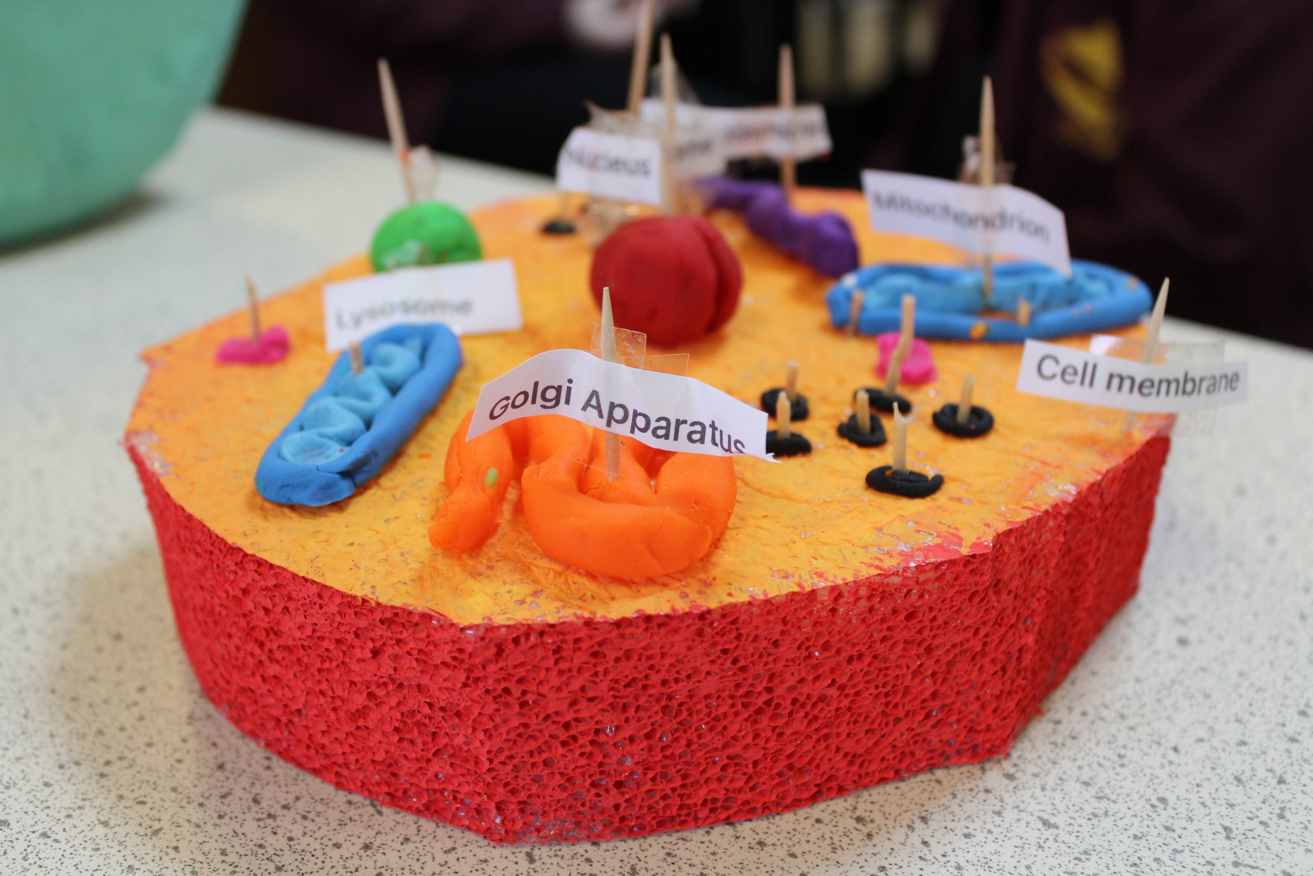 Year 7 Cell Exploration | Studley High School
