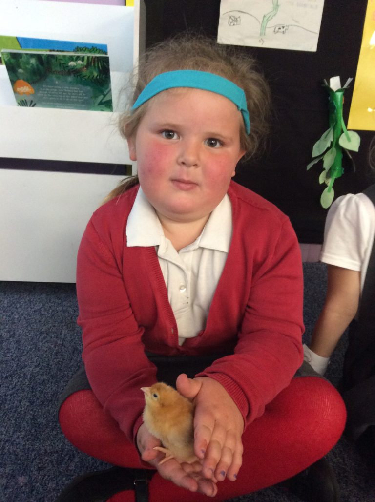Chicks Visit EYFS | Marsden Primary School