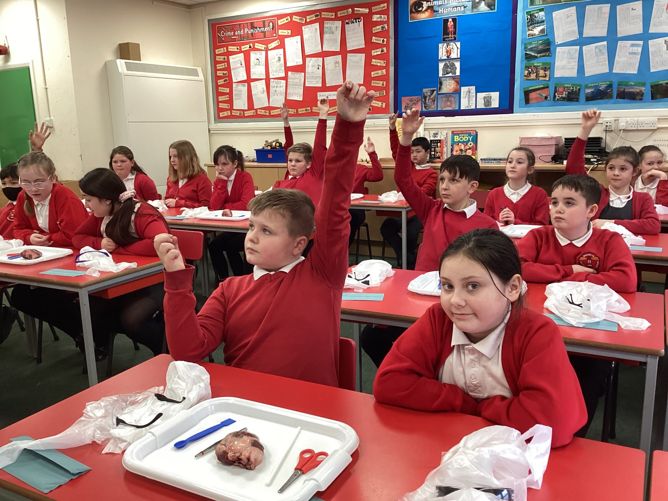 Year 6 Heart Dissection | Marsden Primary School