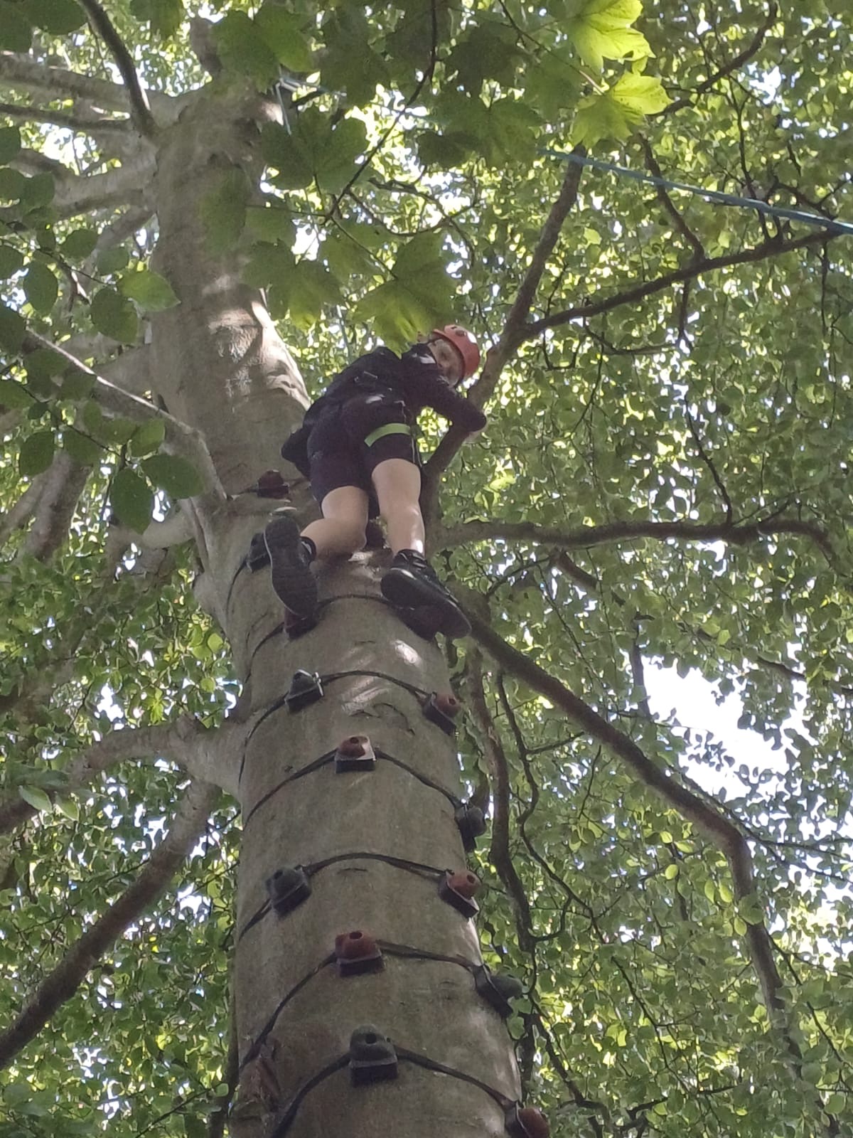 Tree Top Climbing | Marsden Primary School