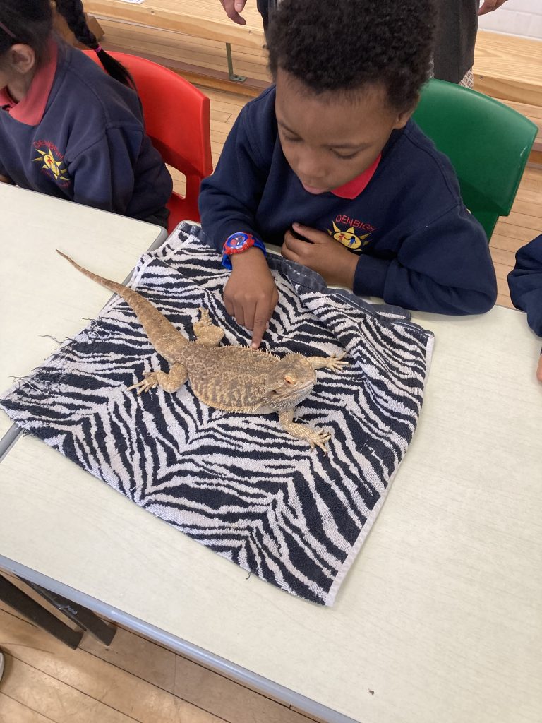 Teaching Talons | Denbigh