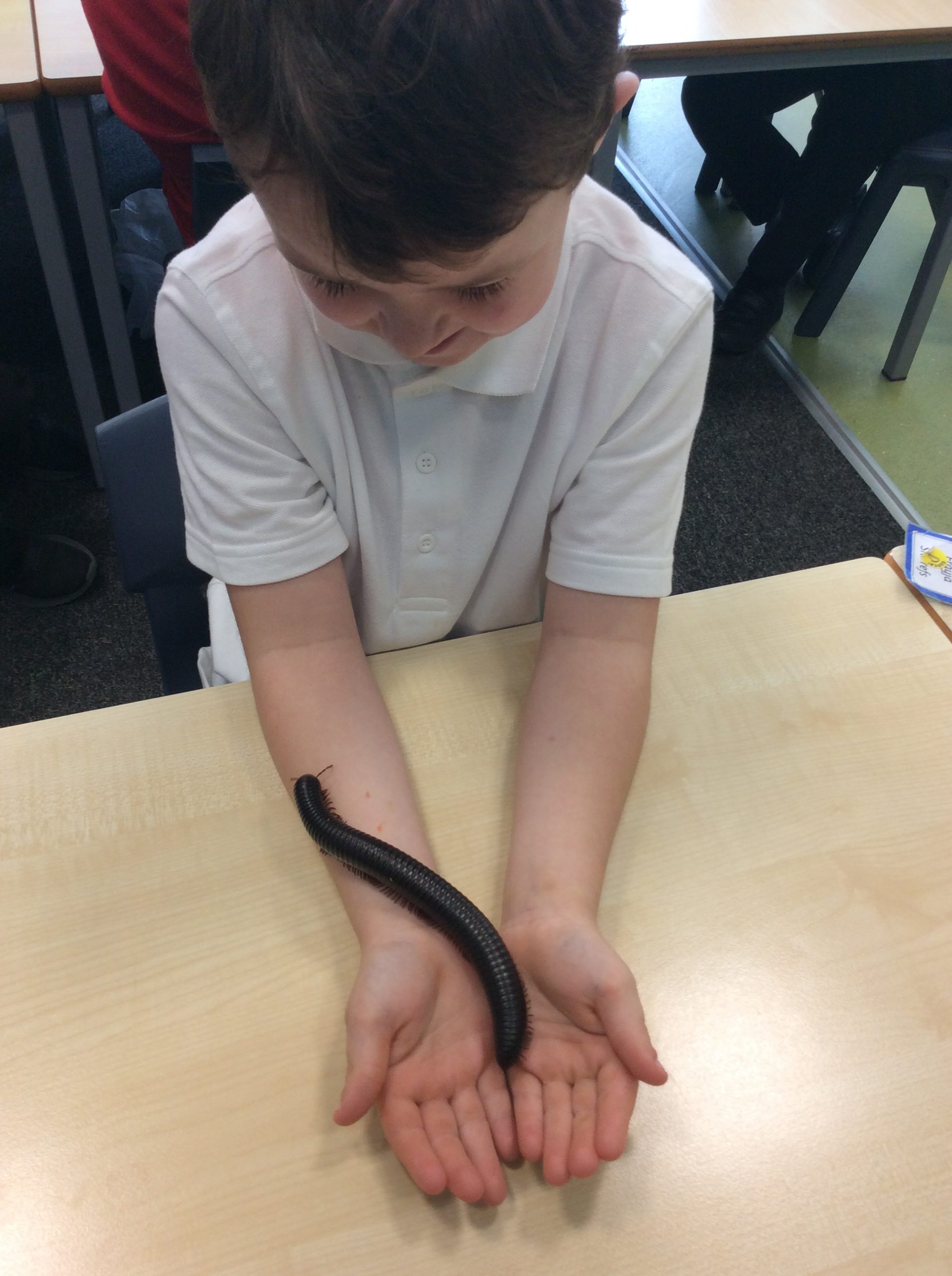 Animal Antics | Harton Primary School