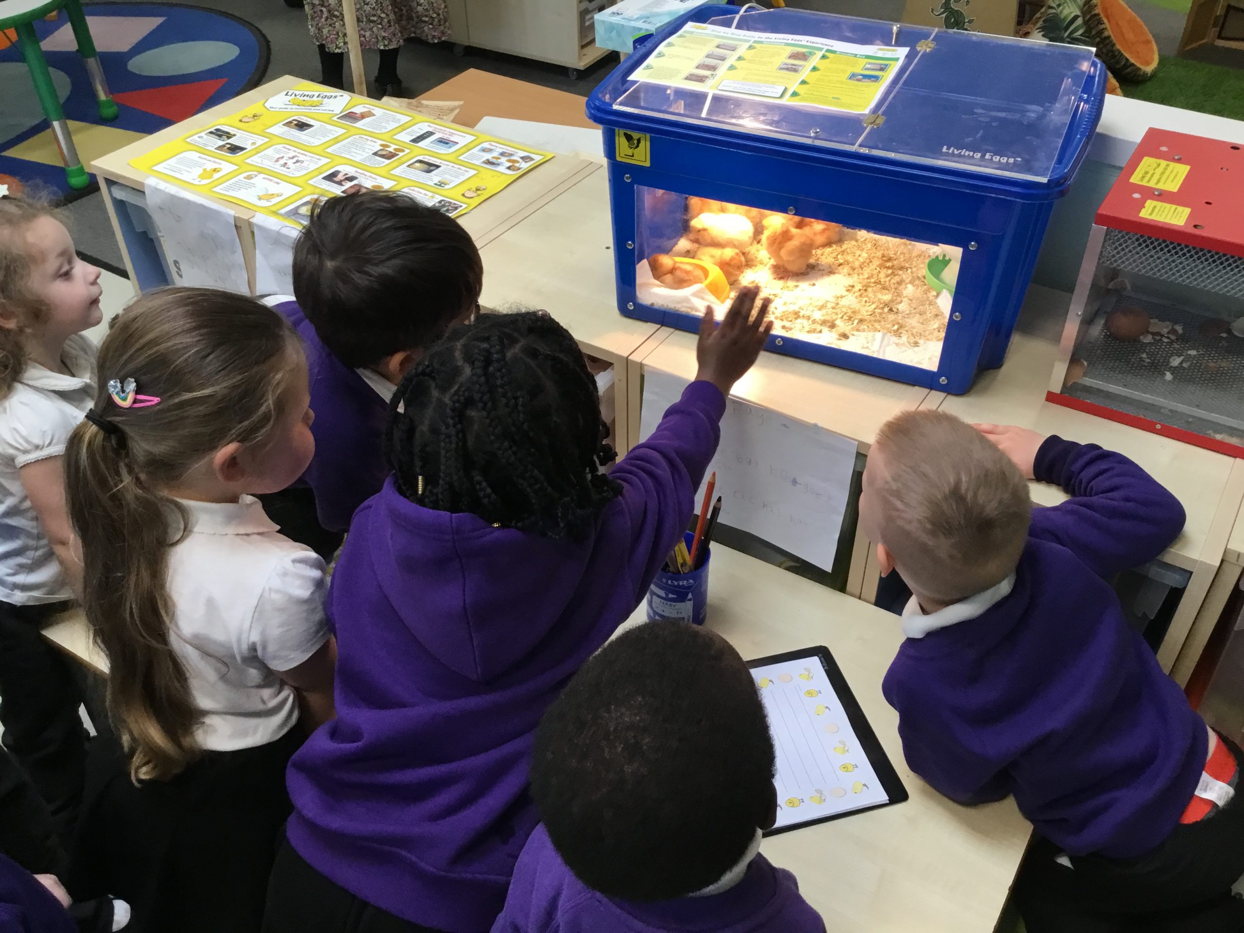 Nursery visit some fluffy friends in Reception! | Hebburn Lakes Primary ...