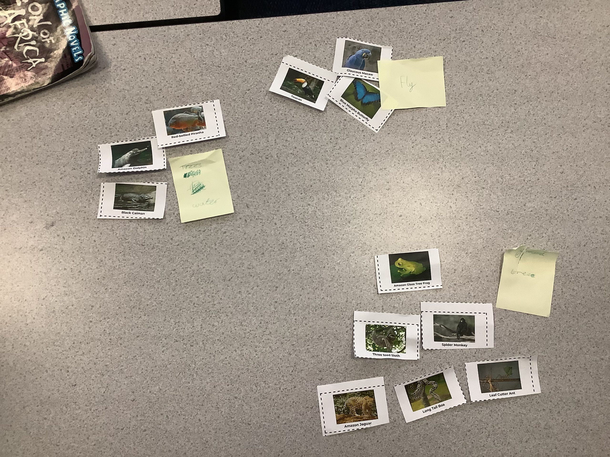 Animal Classification! | Norton Junior School