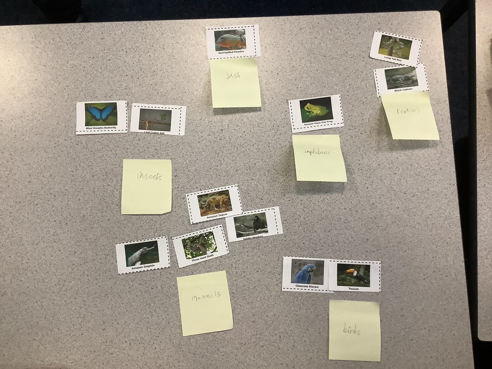 Animal Classification! | Norton Junior School