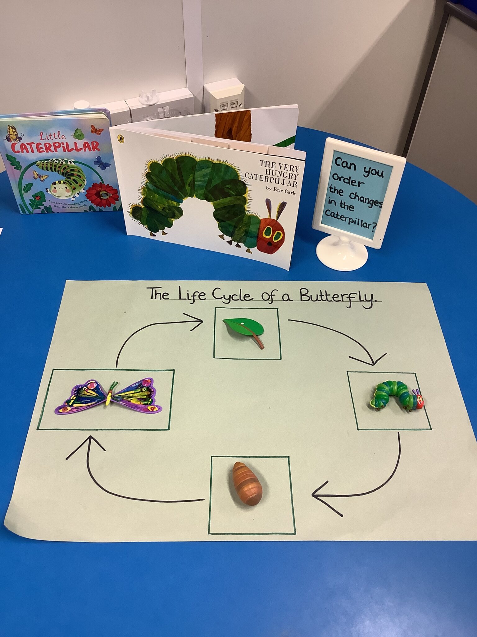 The life cycle of a caterpillar. | Norton Infant School
