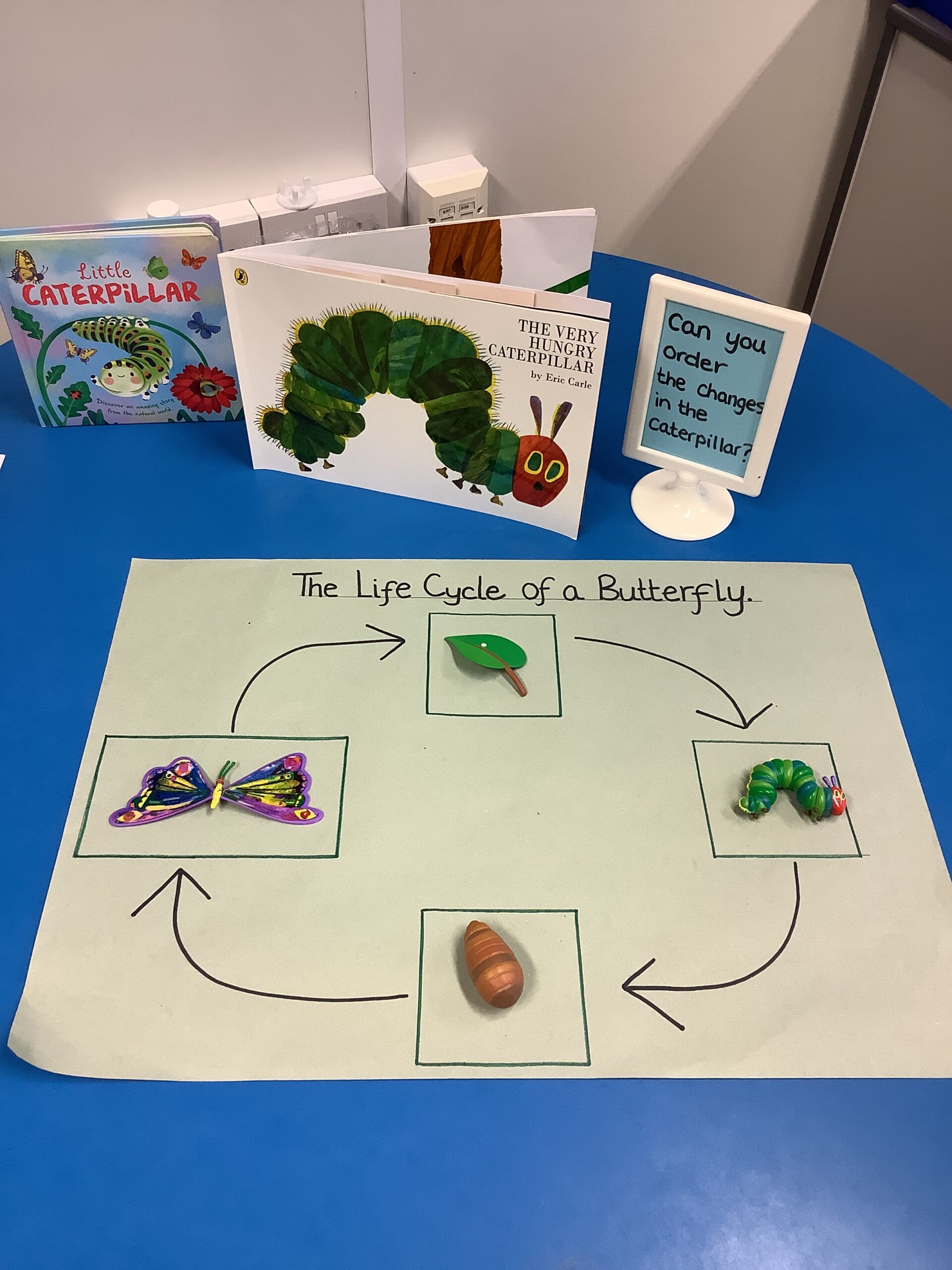 The life cycle of a caterpillar. | Norton Infant School