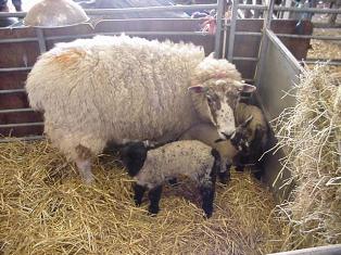 Livestock on the Farm | Oathall Community College
