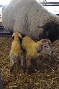 New arrivals at Oathall Farm mark the start of spring | Oathall ...