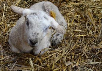 An update from the farm | Oathall Community College