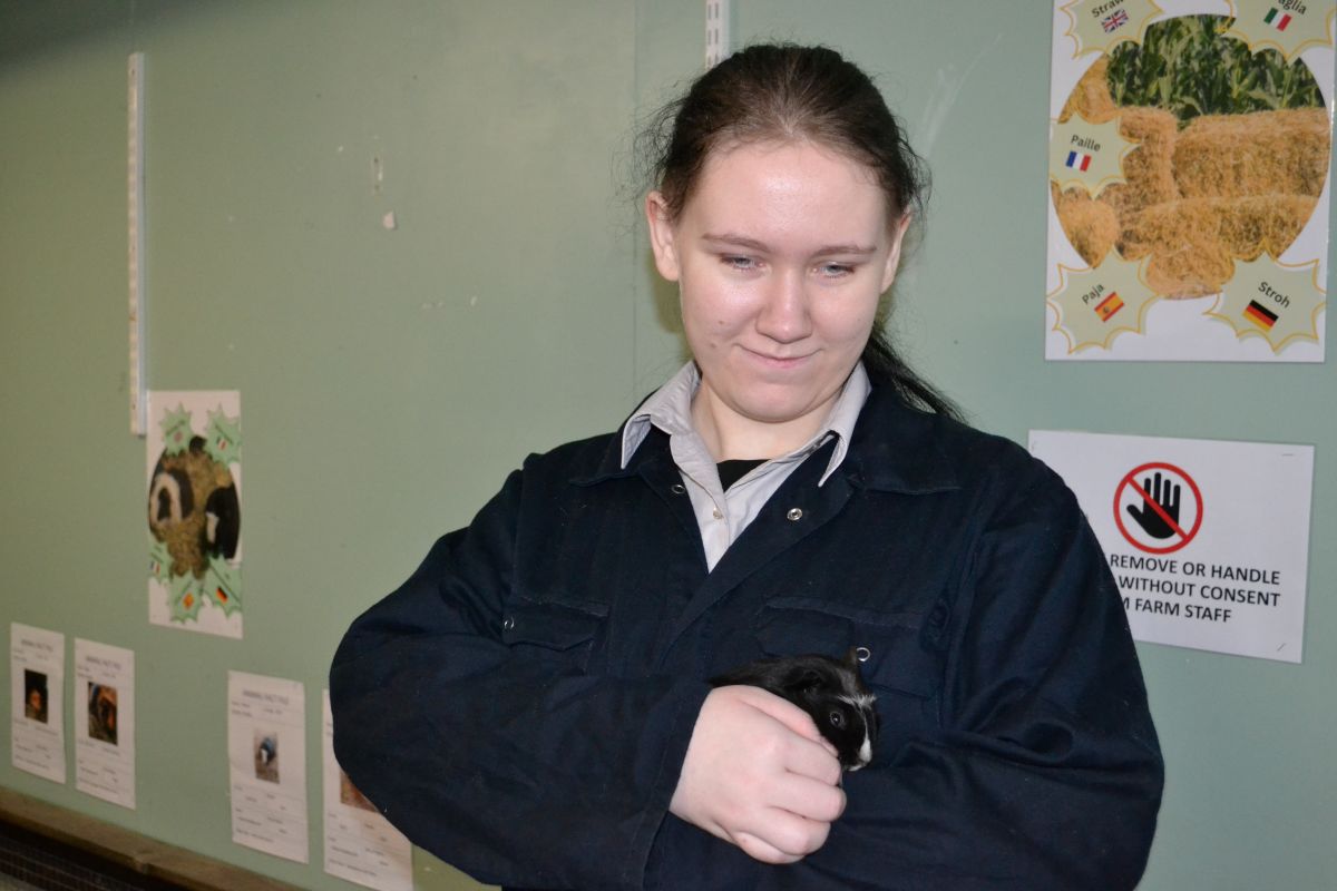 Four adorable, baby guinea pigs welcomed to the Farm | Oathall ...