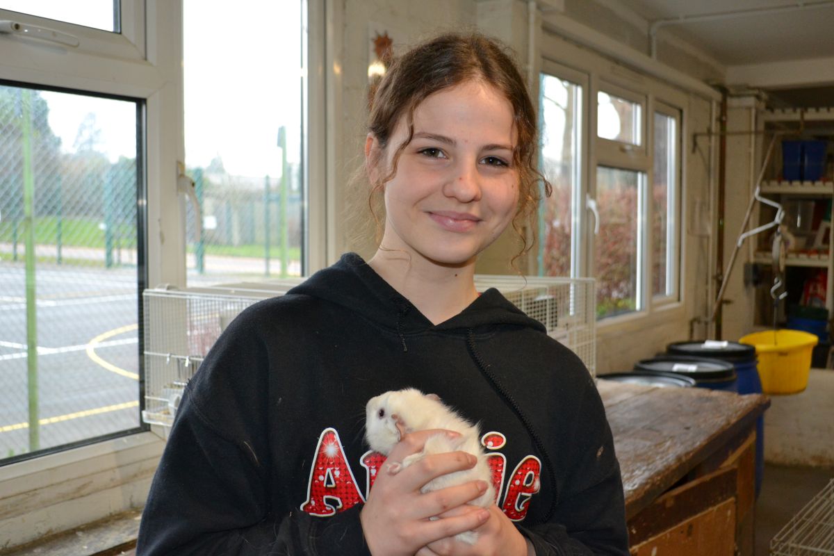 Four adorable, baby guinea pigs welcomed to the Farm | Oathall ...