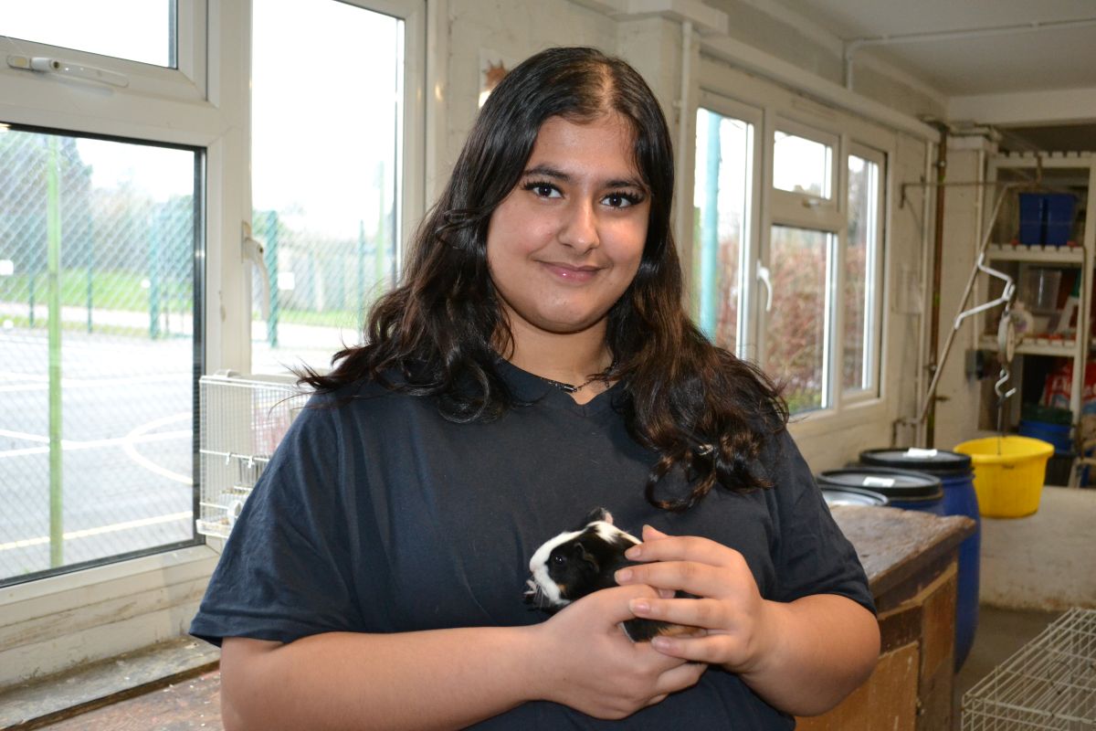 Four adorable, baby guinea pigs welcomed to the Farm | Oathall ...