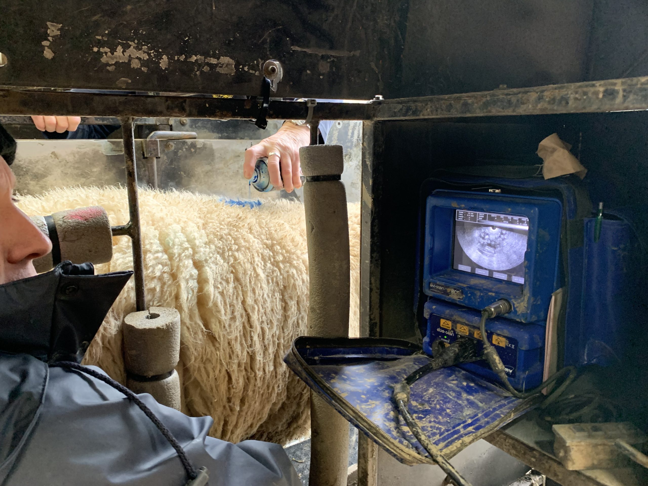 All eight ewes are pregnant – seven with twins | Oathall Community College
