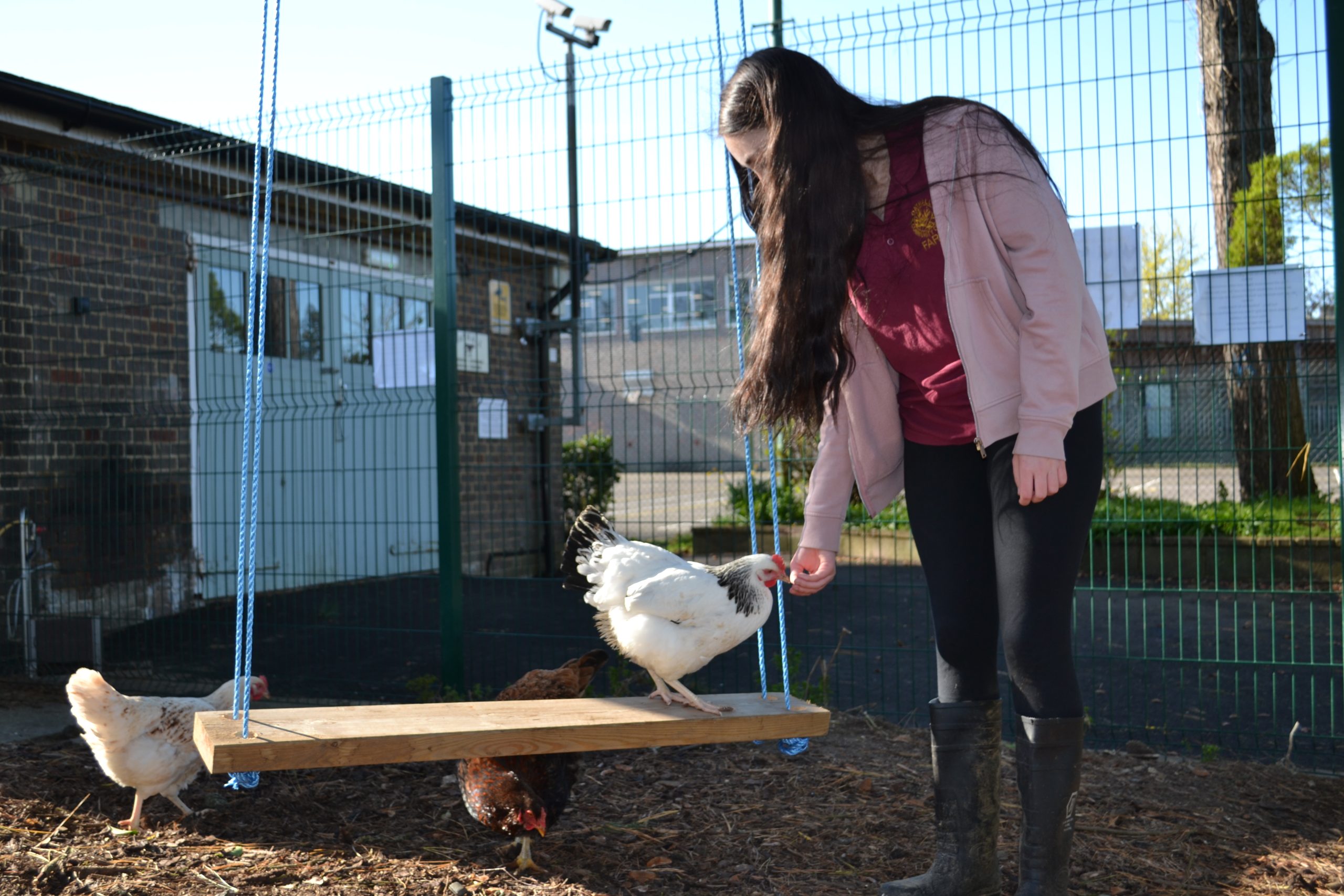 The number of chickens on the Farm is now into double figures ...