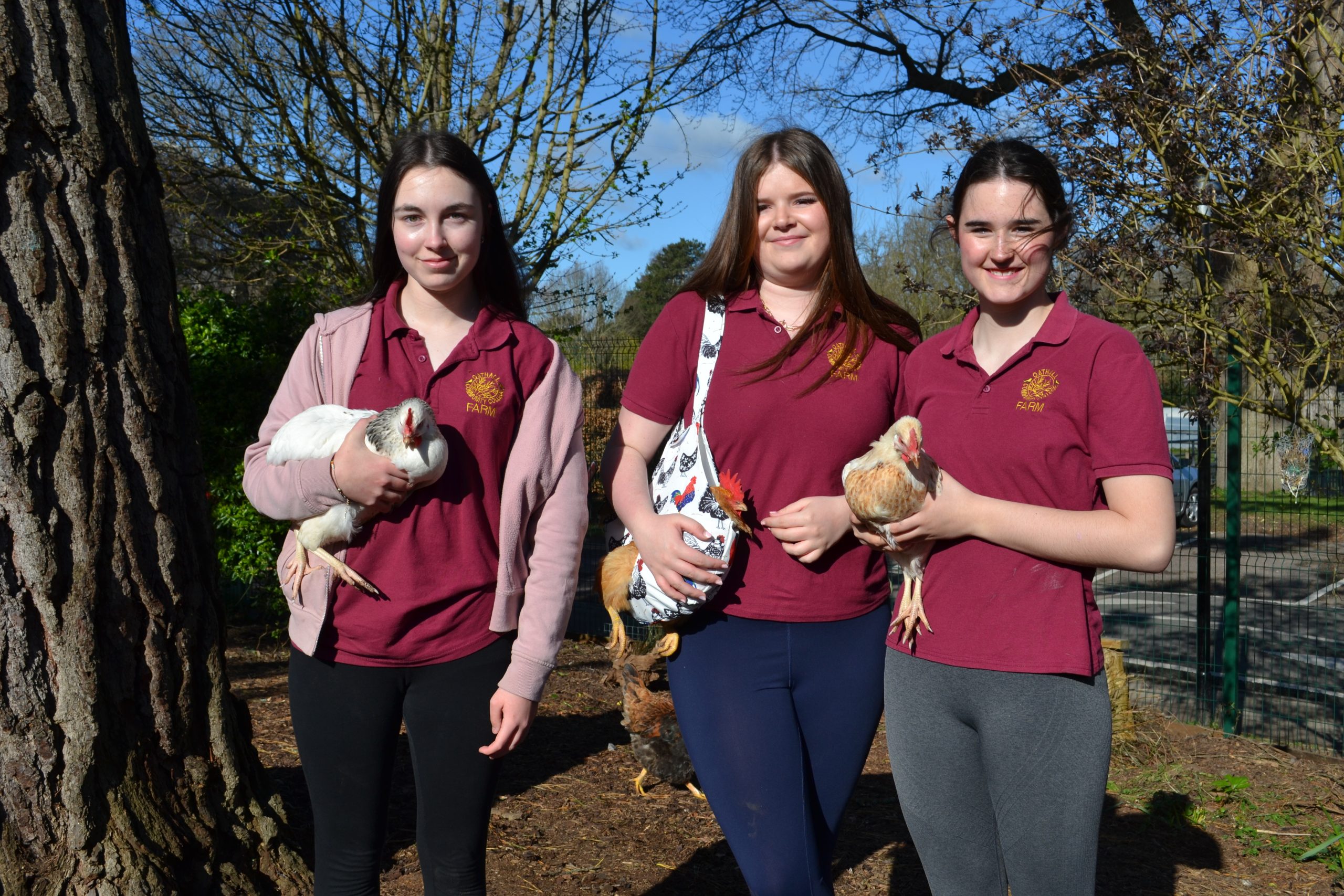 The number of chickens on the Farm is now into double figures ...