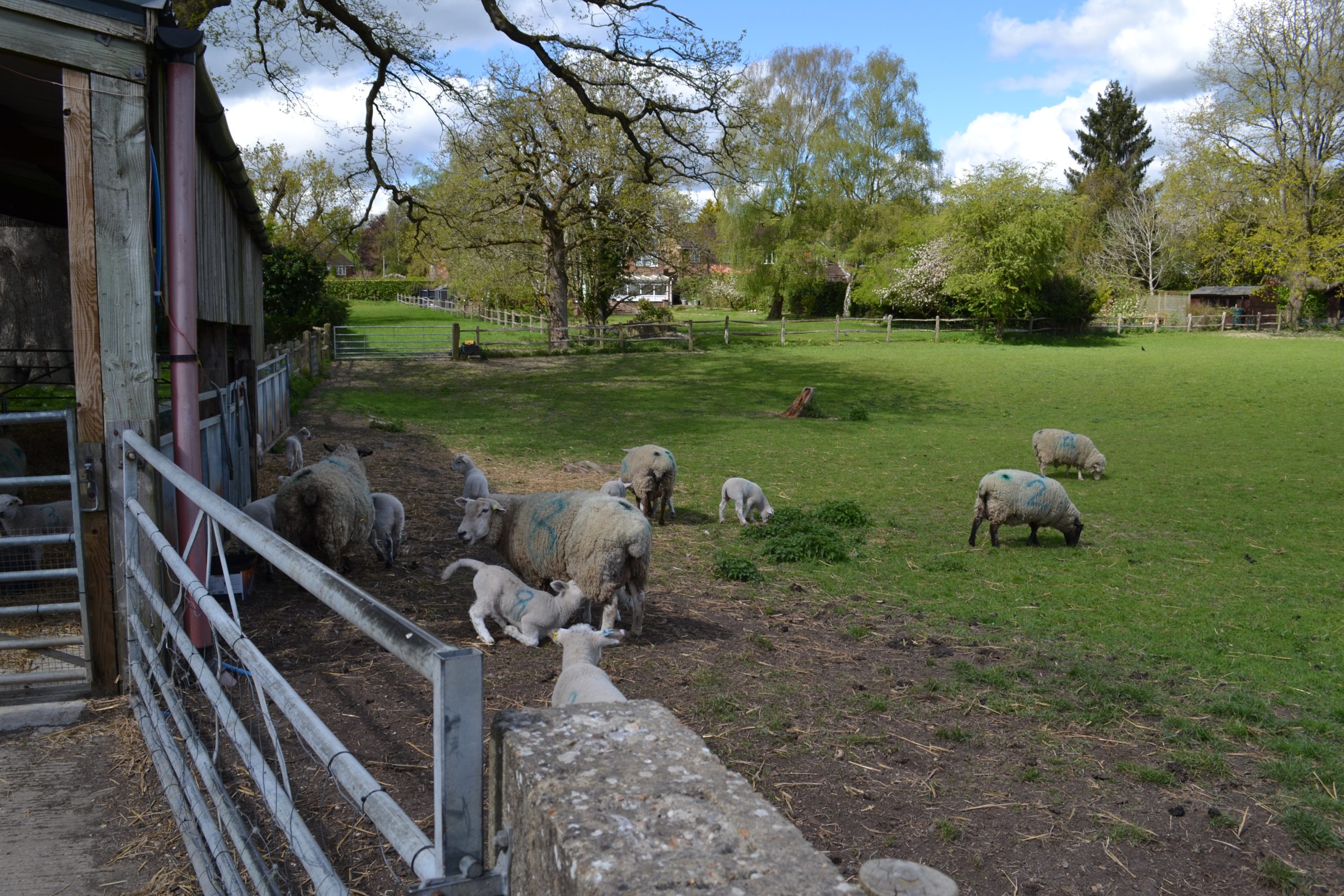 Year 8 maths students meet the new lambs and talk data | Oathall ...