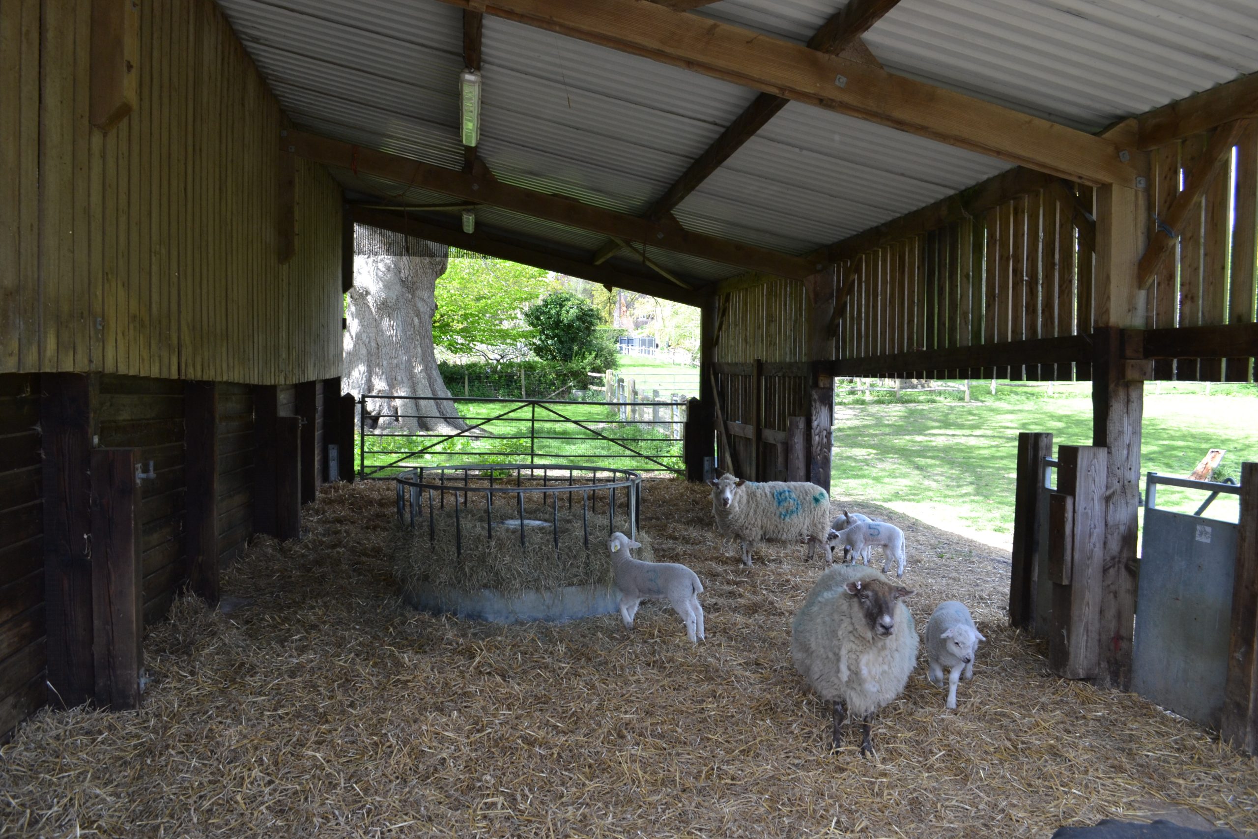 Year 8 maths students meet the new lambs and talk data | Oathall ...