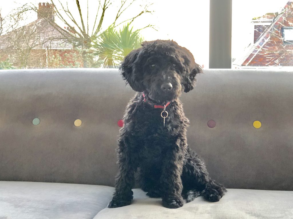 Digga The School Dog | Park View School