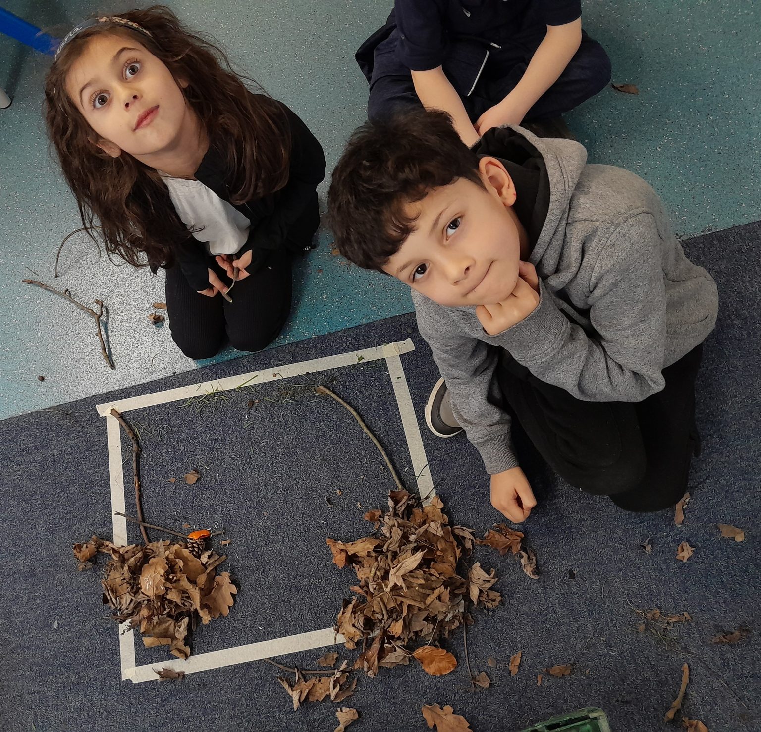 Woodland Habitats | Plover School