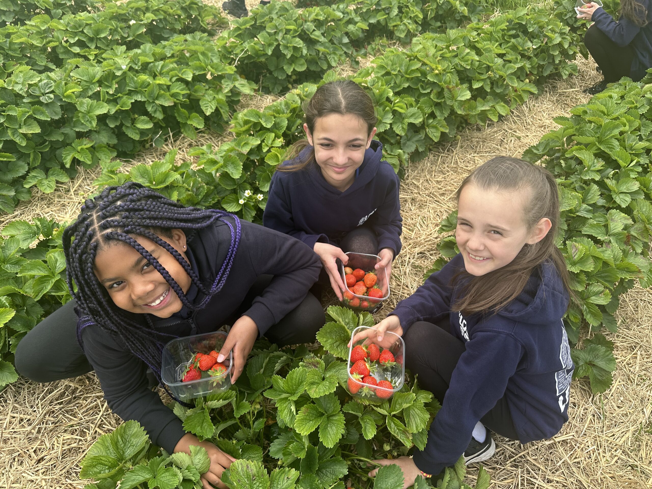 Our case study three fieldwork- strawberry picking! | Plover School