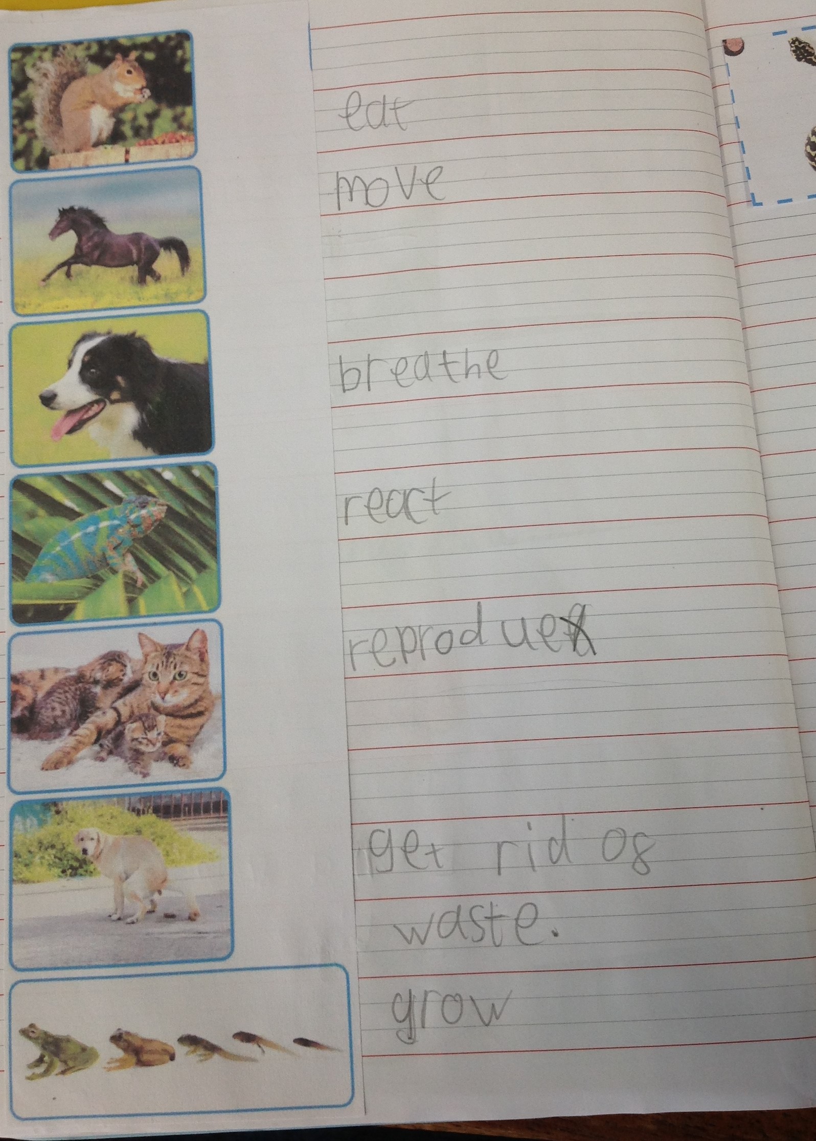 Year 1 Blog | Wigmore Primary School